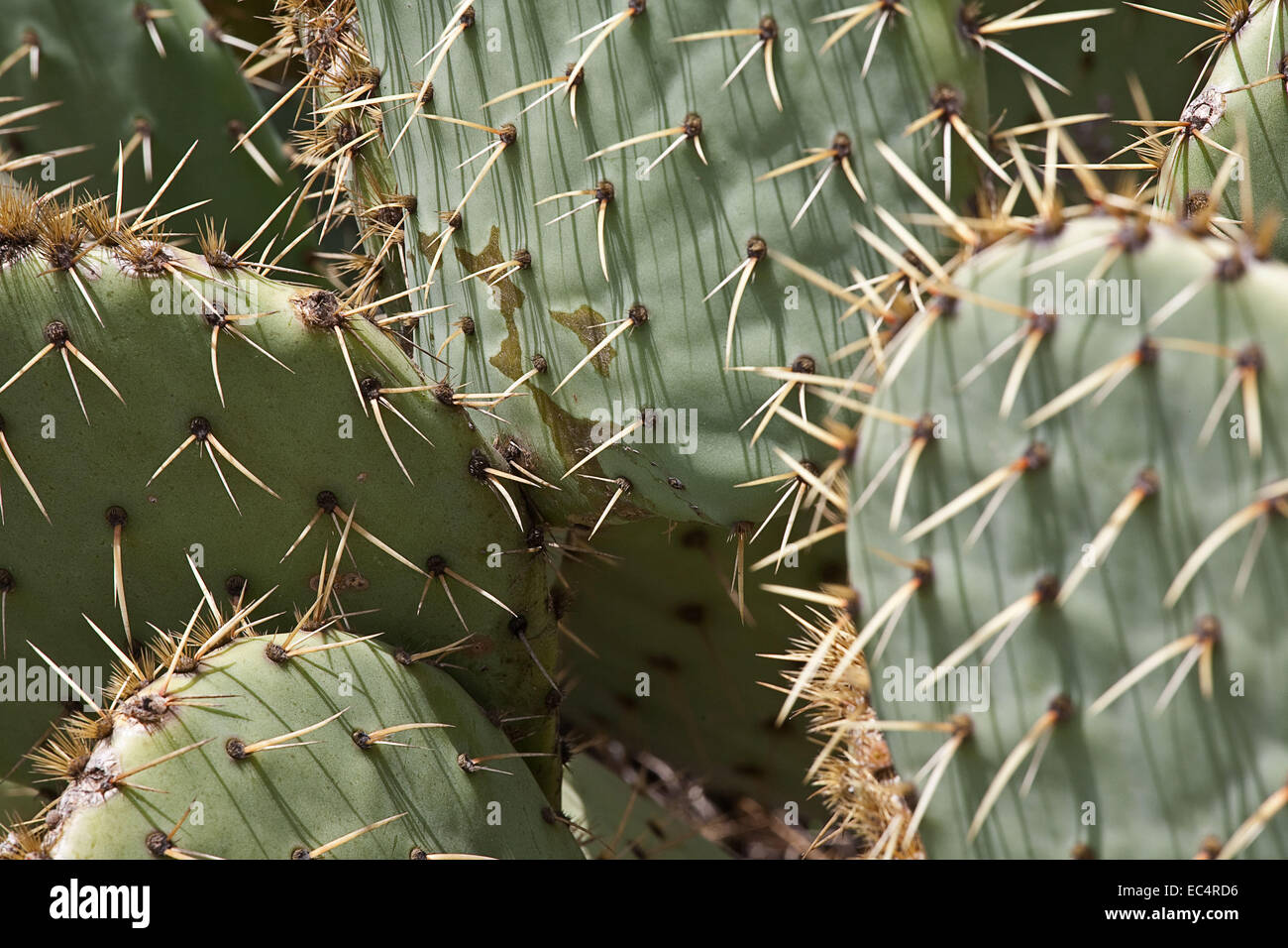 Hedge cactus hi-res stock photography and images - Alamy