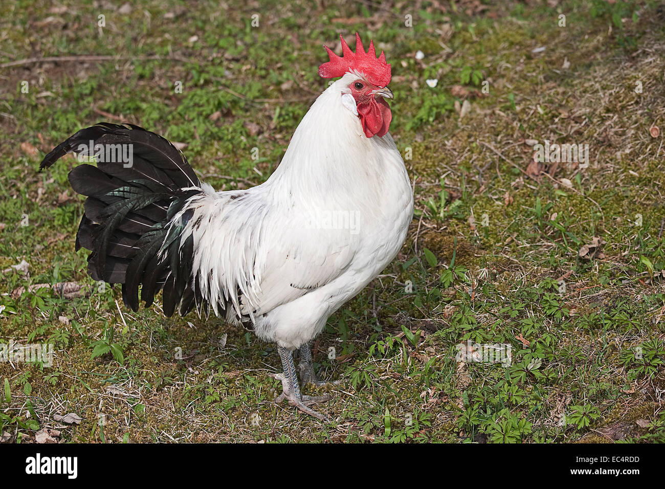 The proud rooster Stock Photo - Alamy
