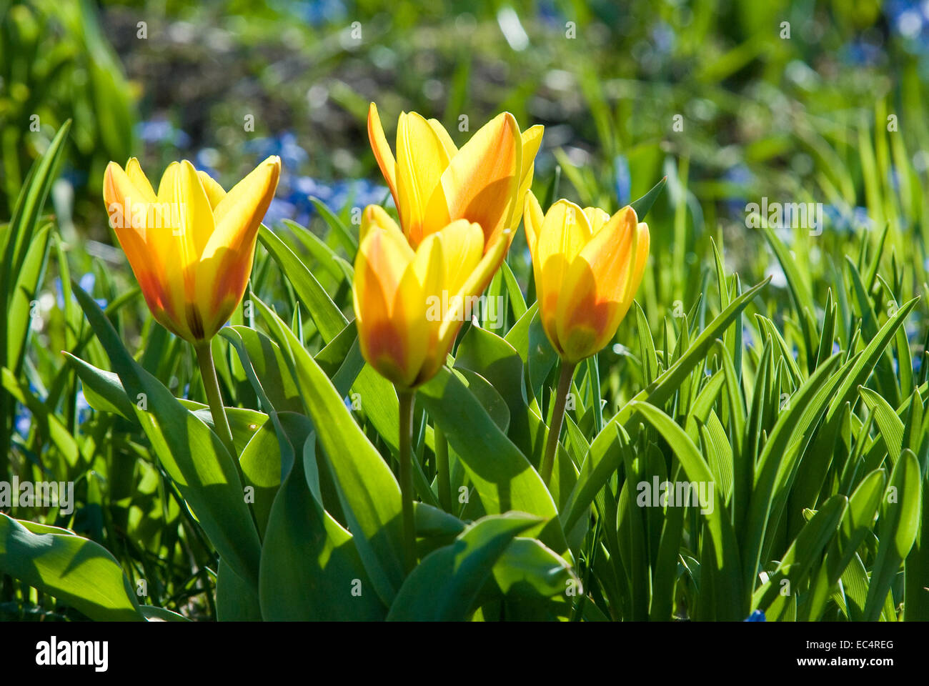 four yellow tulips in the park Stock Photo - Alamy