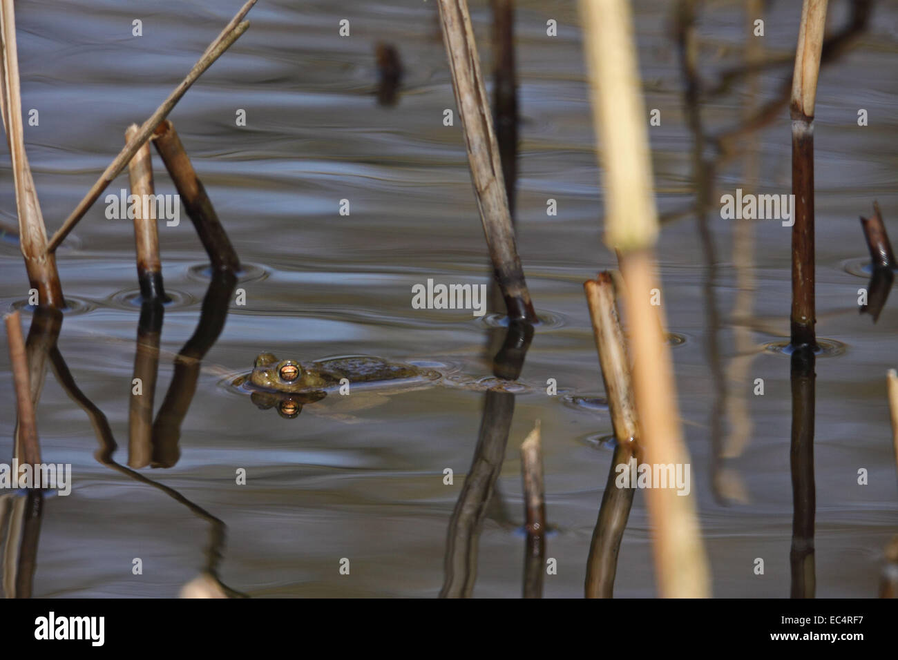 sleeping common toad Stock Photo - Alamy