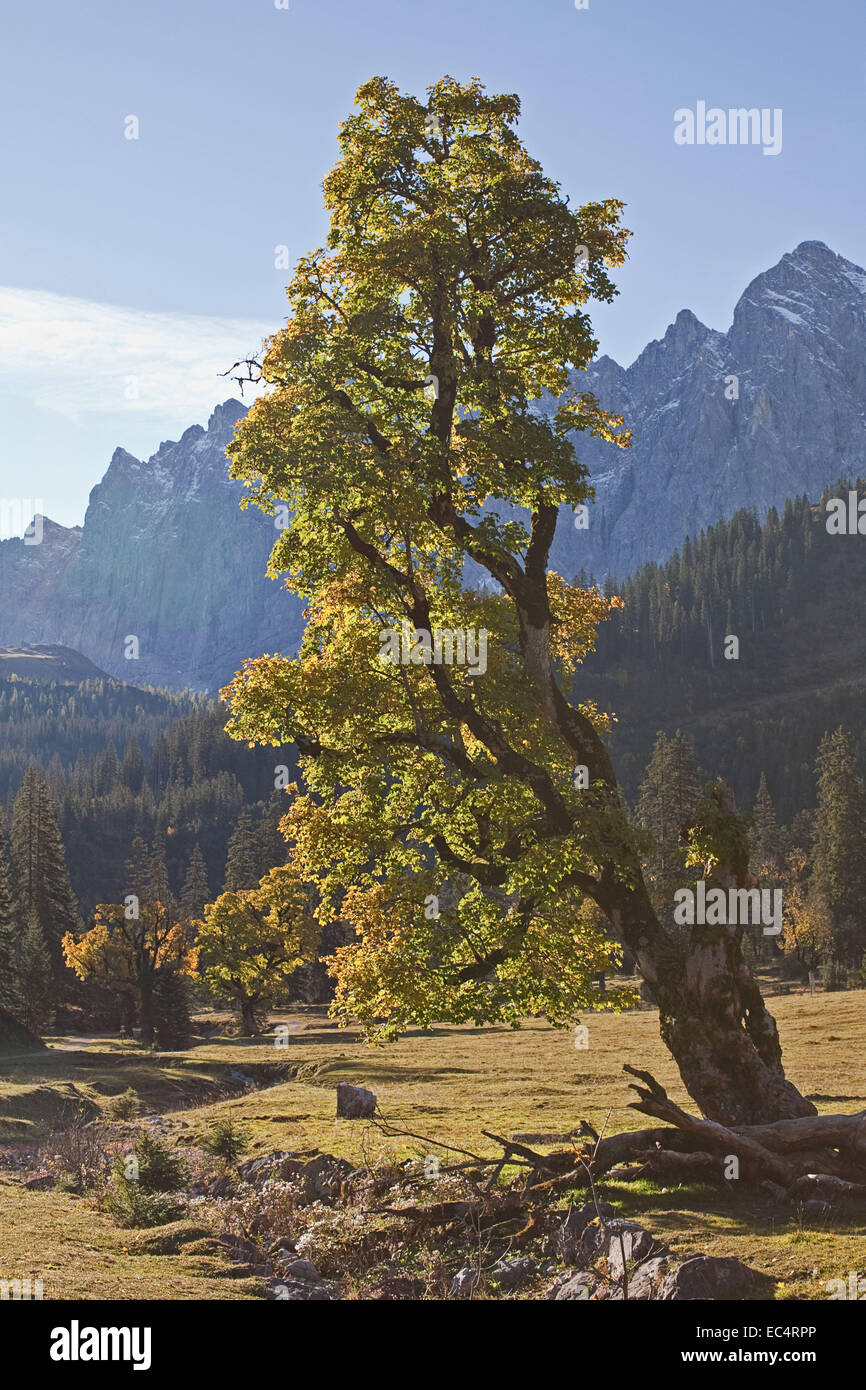 Gnarled maple trees hi-res stock photography and images - Alamy