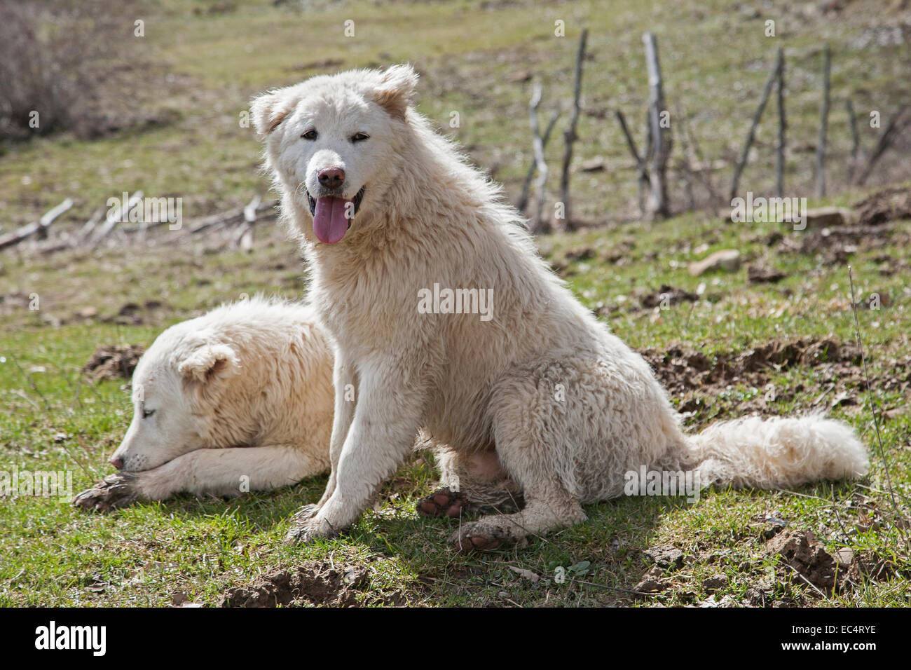 Maremma abruzzo shepherd dog hi-res stock photography and images - Alamy