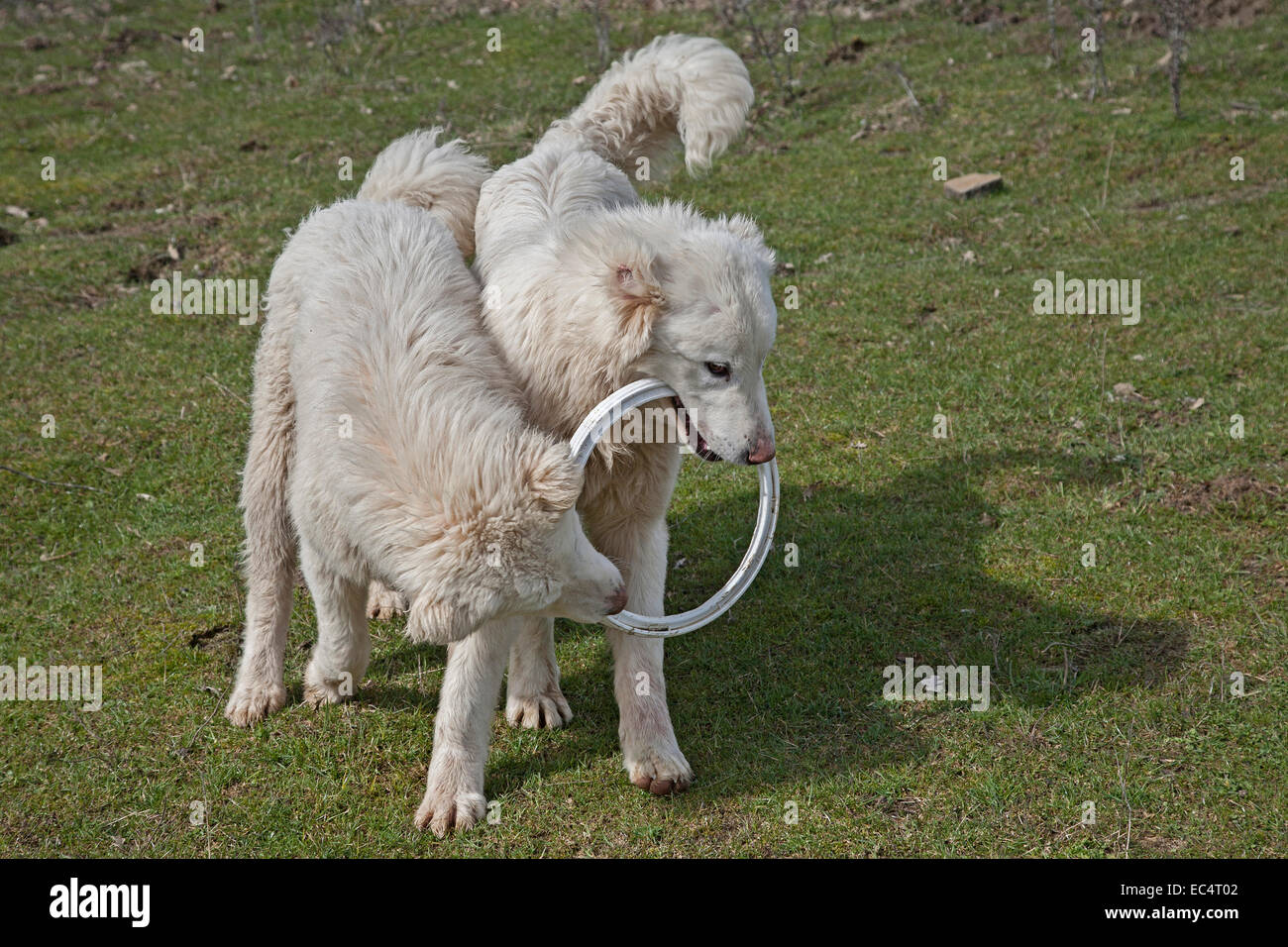 Two Maremma-Abruzzese sheepdogs playing together on a meadow Stock ...