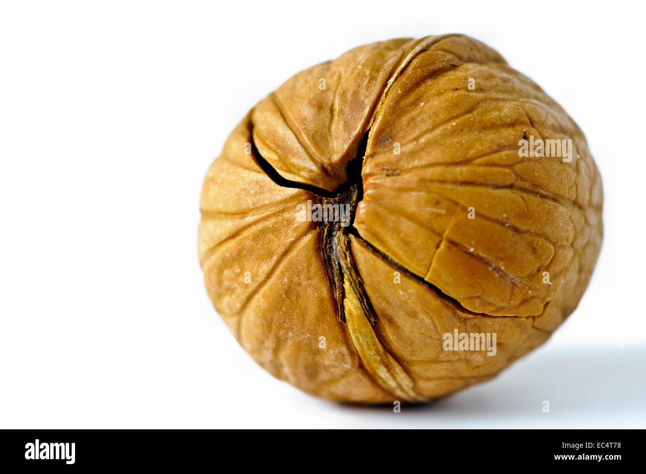 Isolated as a single walnut Stock Photo - Alamy