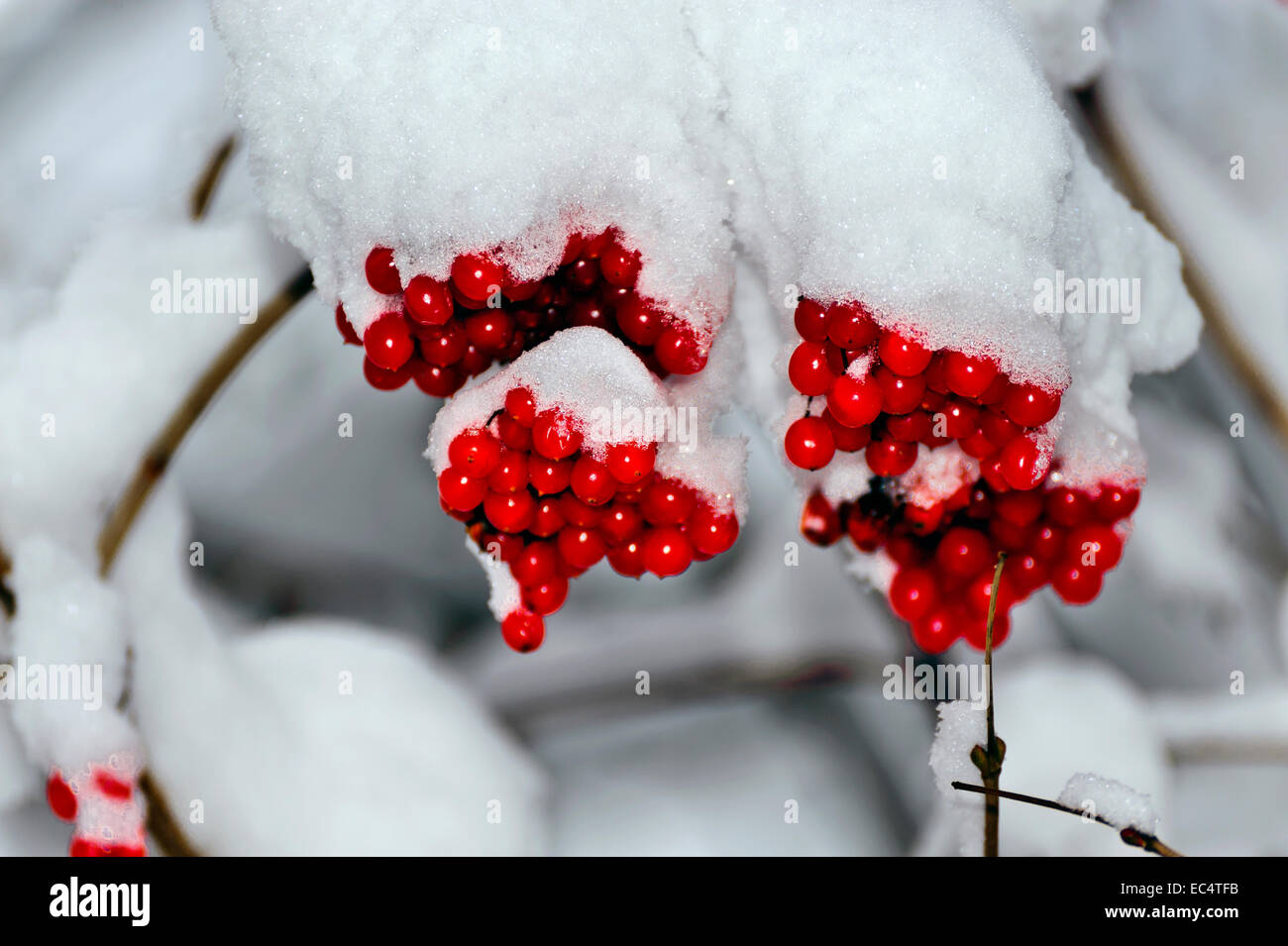 bright red berries in a snow cover Stock Photo - Alamy