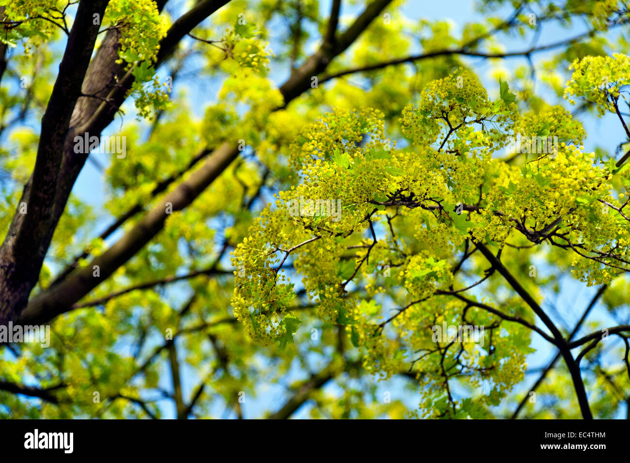 Linde plants hi-res stock photography and images - Alamy