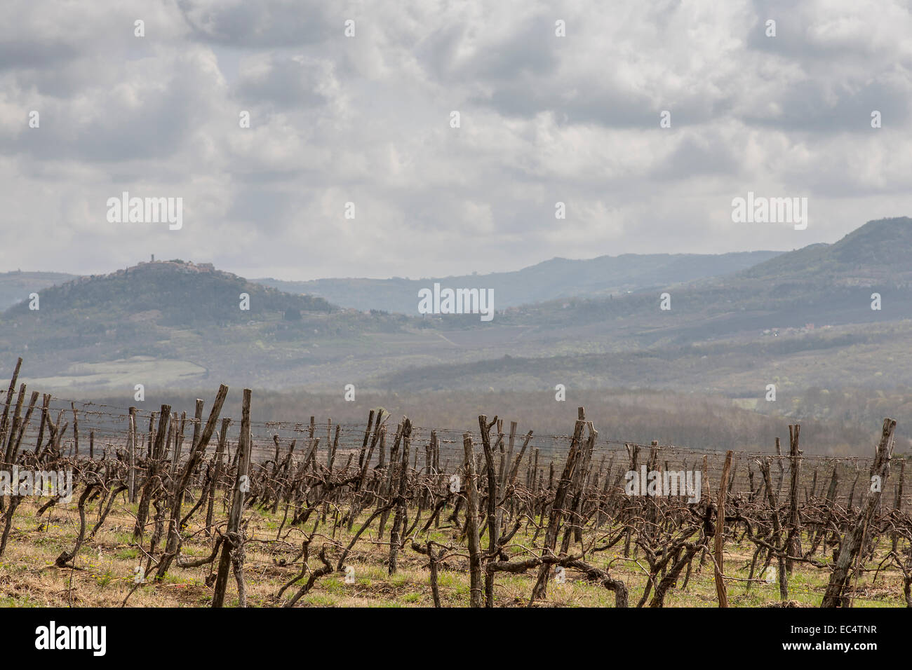 Vineyards in the Mirna valley against the backdrop of of the small ...