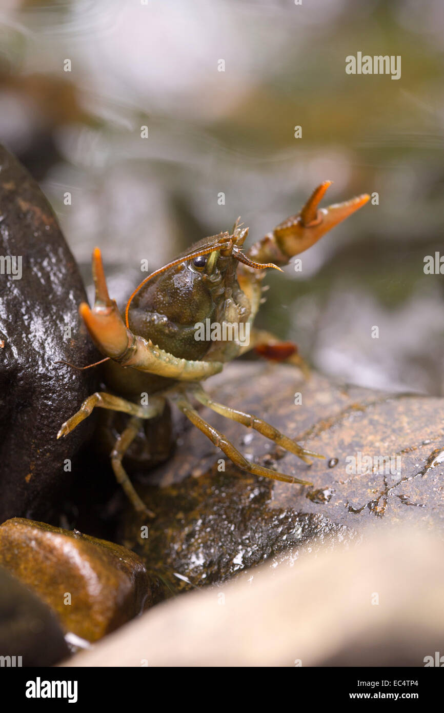 White Clawed Crayfish; Austropotamobius pallipes; Northumberland; UK ...