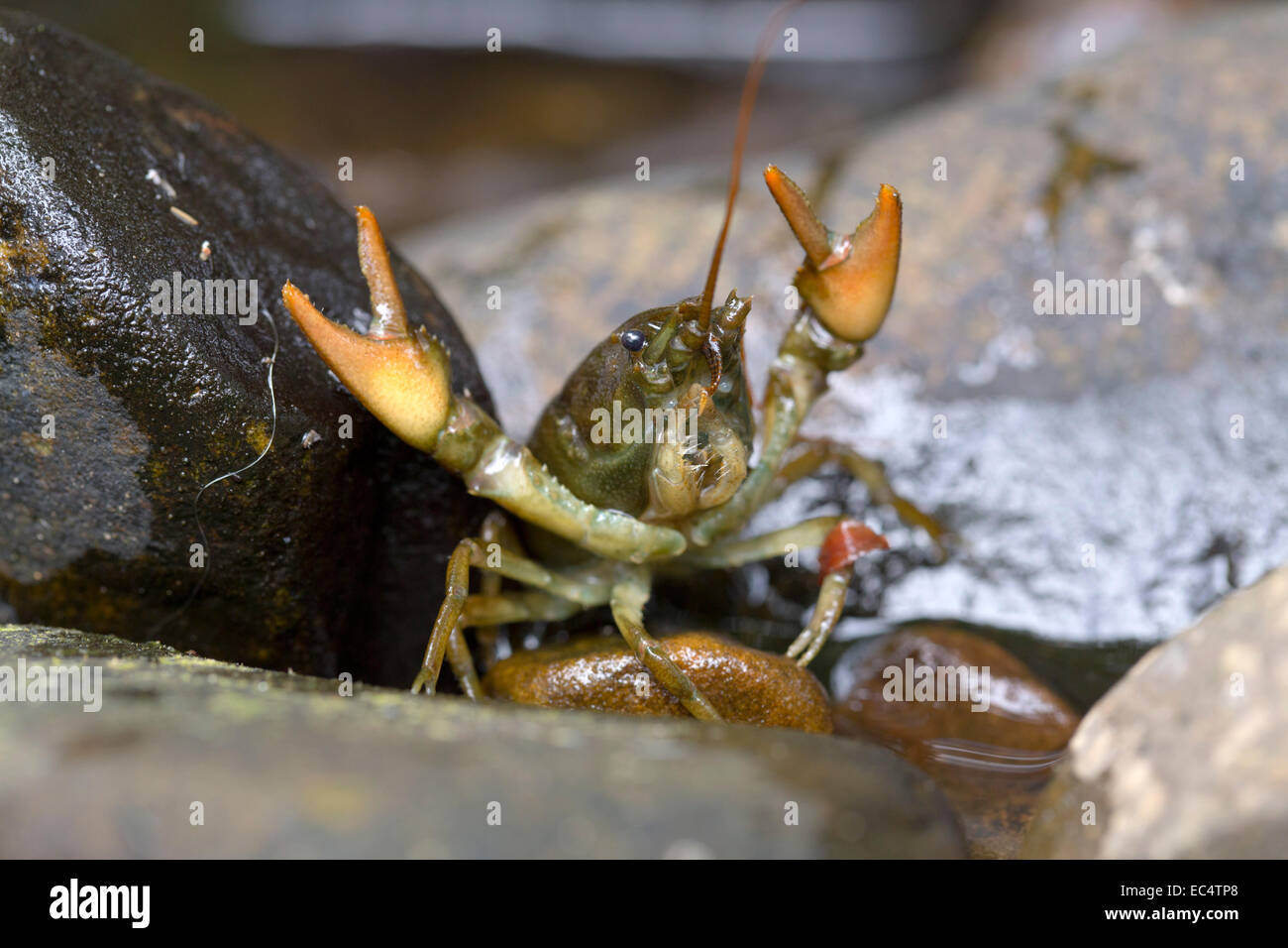 White Clawed Crayfish; Austropotamobius pallipes; Northumberland; UK ...