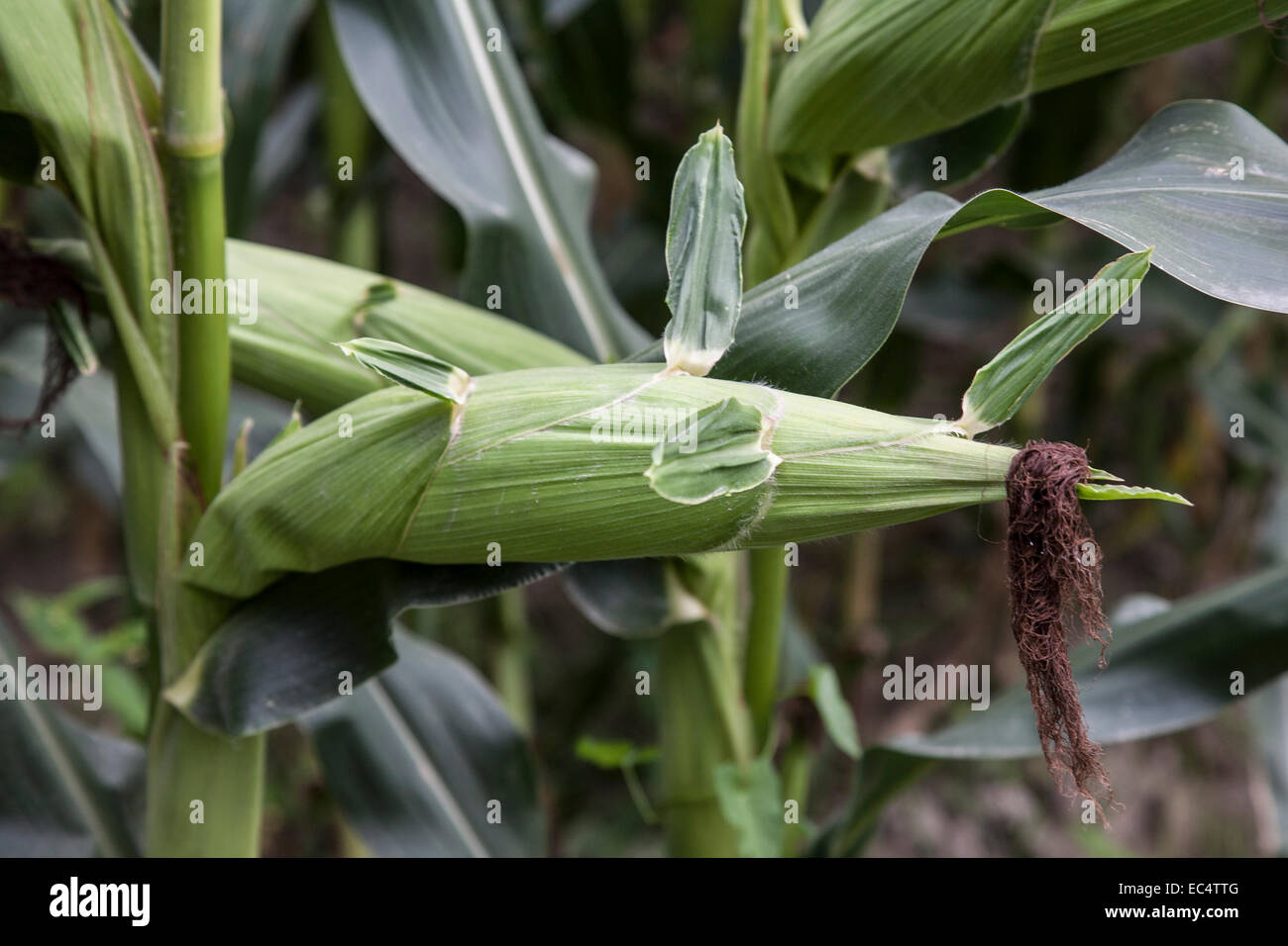Shortly before harvest hi-res stock photography and images - Alamy