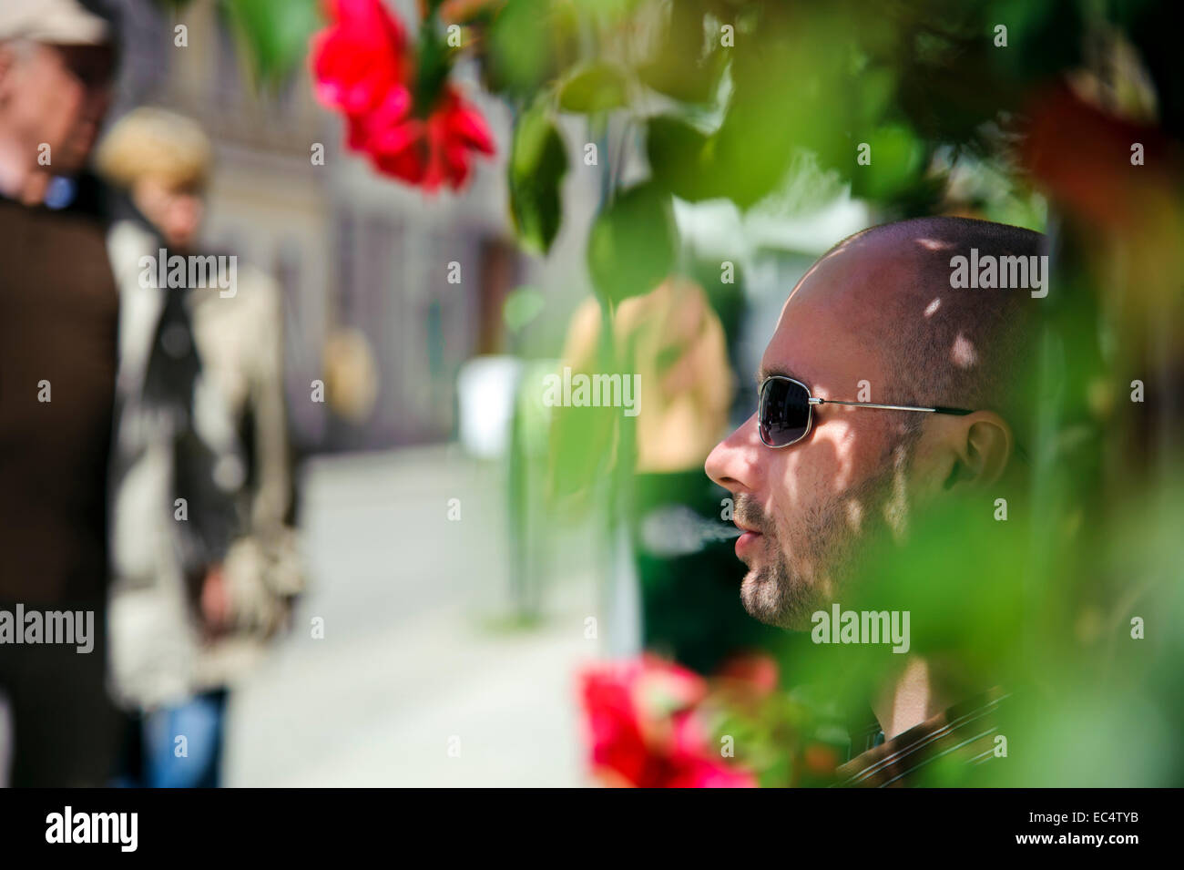Cigarette smoking man behind a rose bush Stock Photo - Alamy