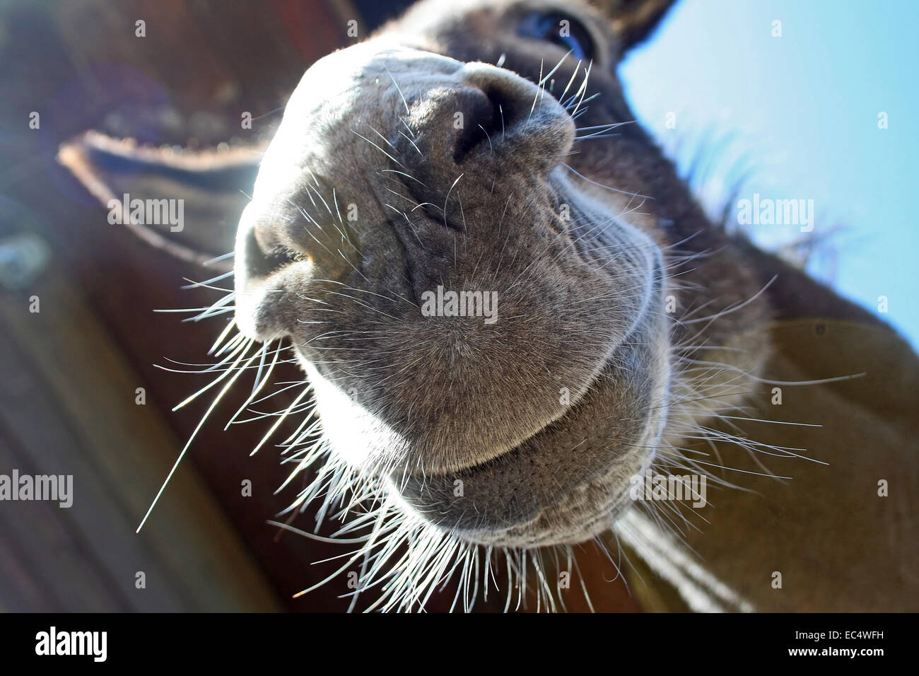 Donkey companion hi-res stock photography and images - Alamy