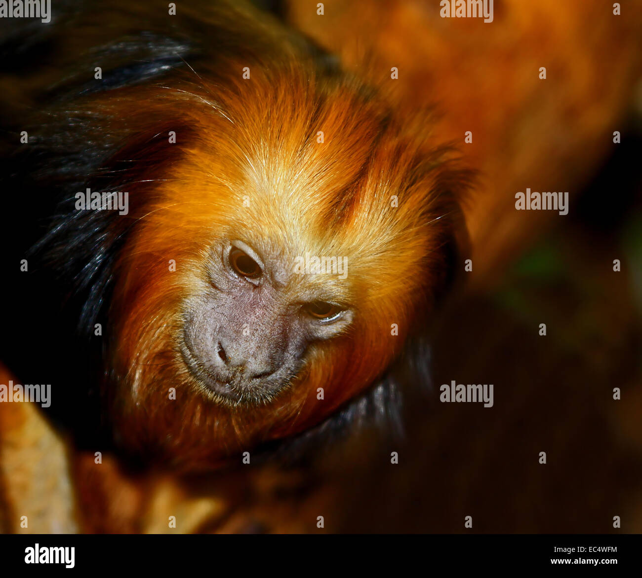 golden headed lion tamarin Stock Photo - Alamy