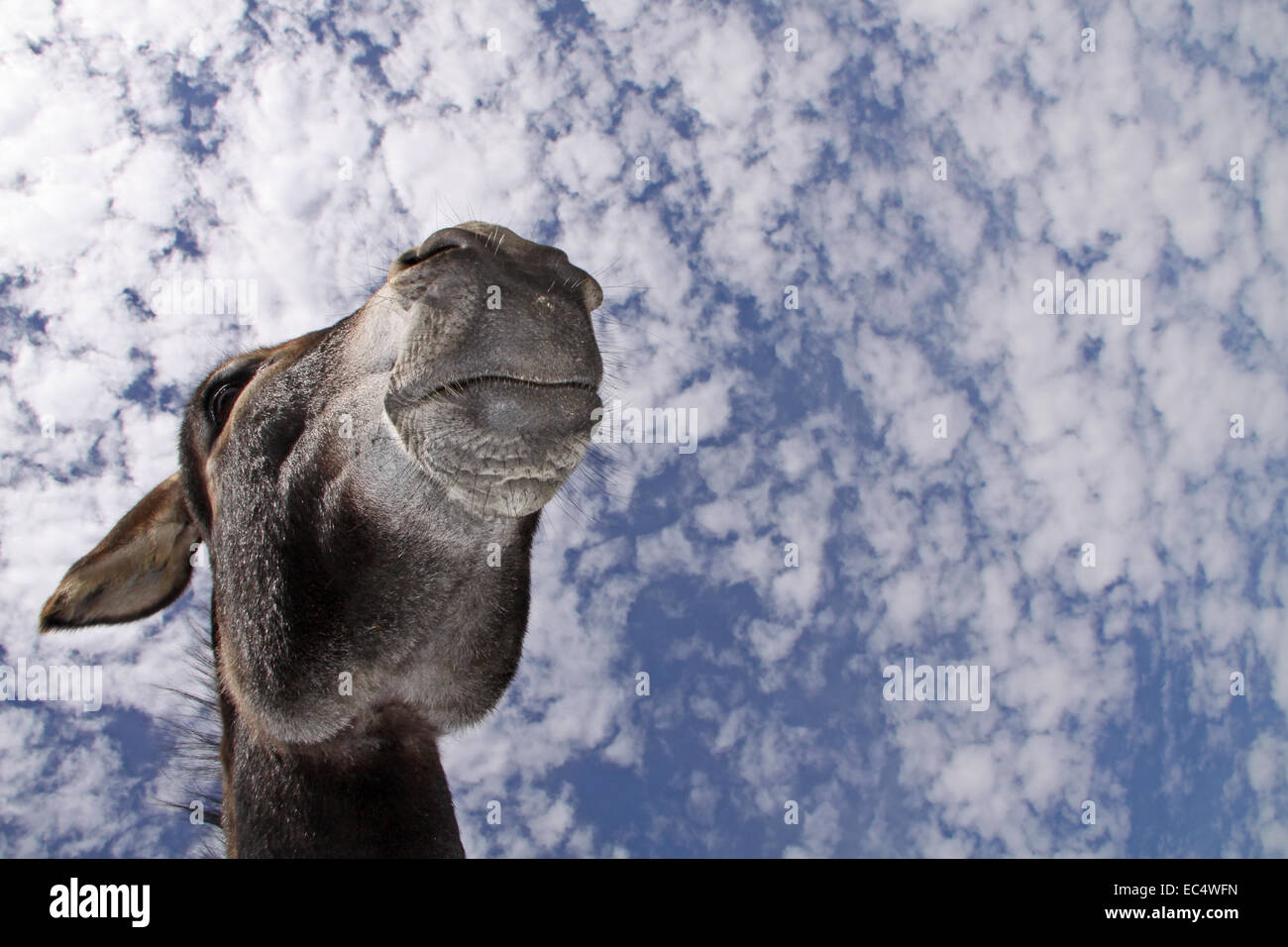 Donkey companion hi-res stock photography and images - Alamy