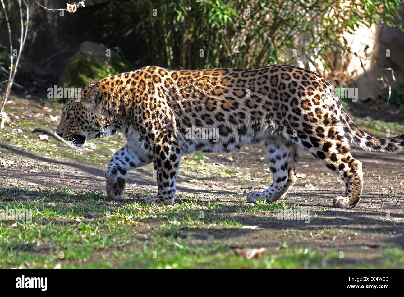 Persian leopard hi-res stock photography and images - Alamy