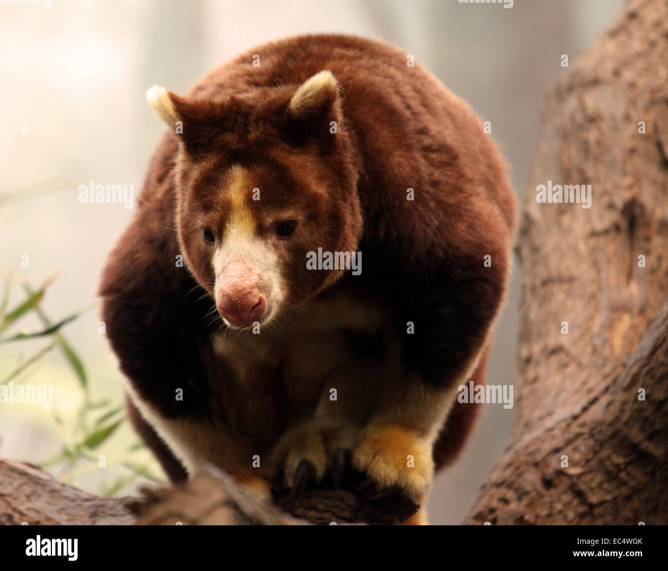 Matschie s Tree Kangaroo Stock Photo - Alamy