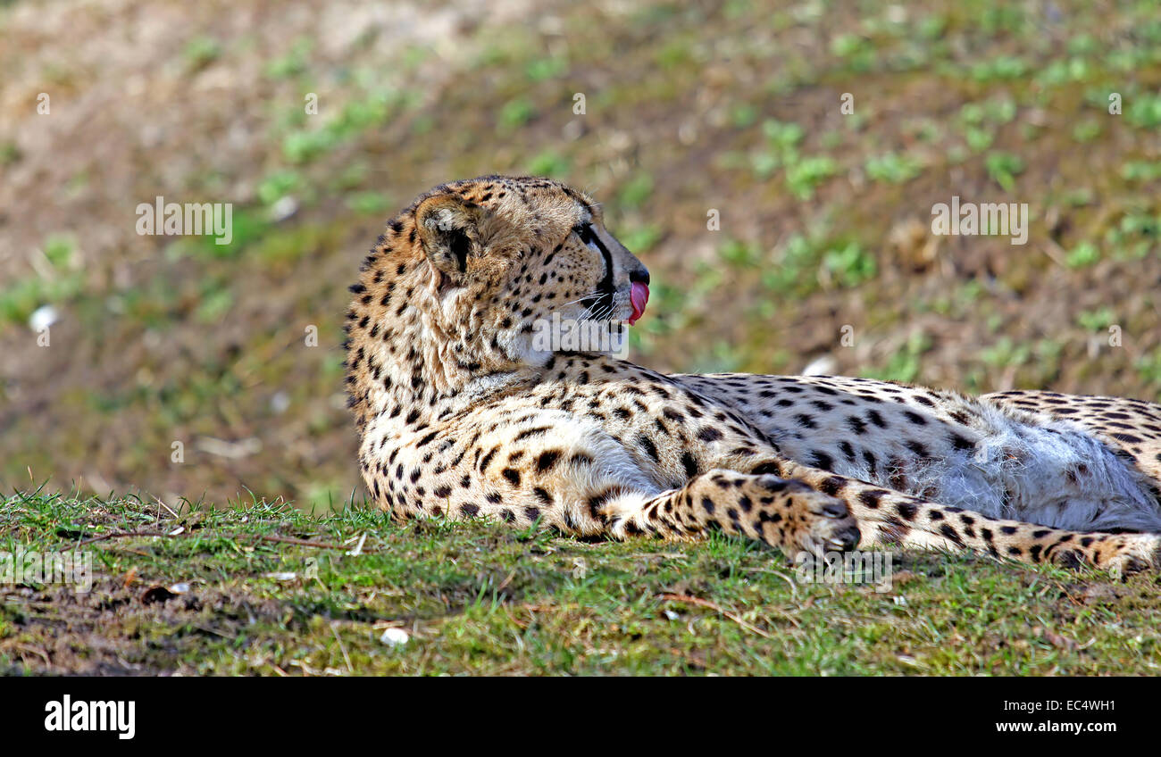 Gepard hi-res stock photography and images - Alamy