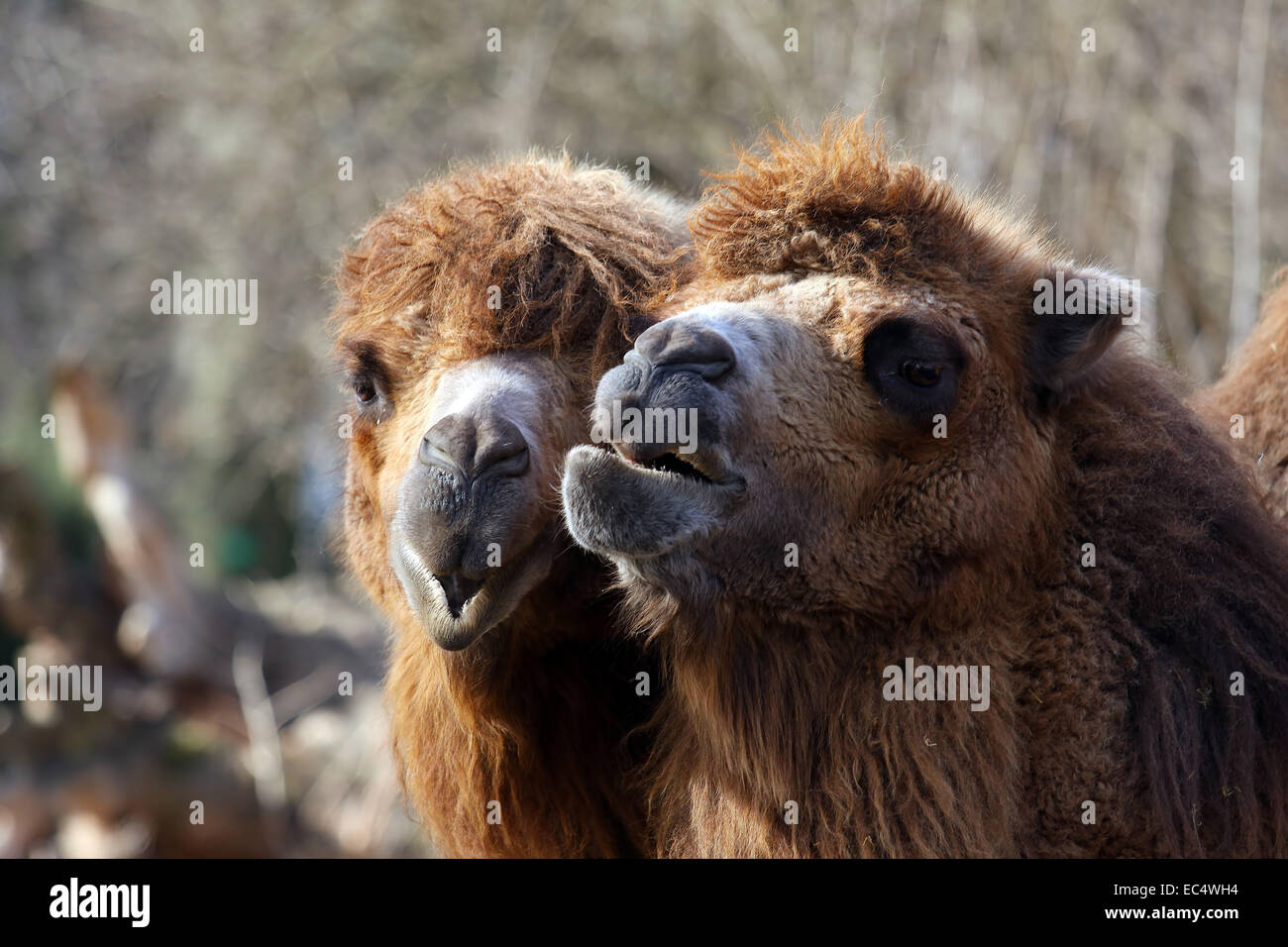 Two humped Camel Stock Photo - Alamy