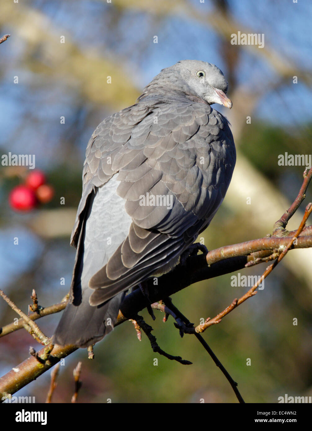 Stock Dove Uk Stock Photos & Stock Dove Uk Stock Images - Alamy