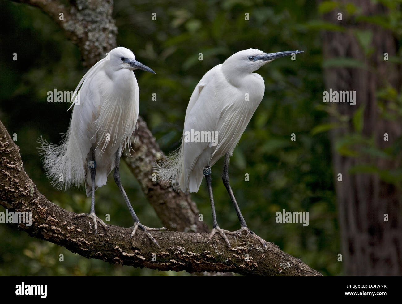 Two Little Egrets (egretta garzetta) in tree Stock Photo - Alamy