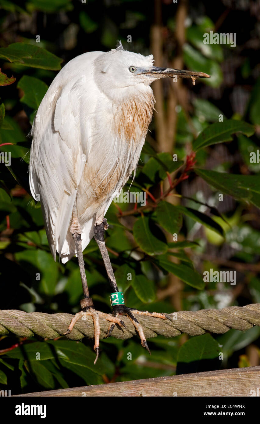 Little Egret (egretta garzetta Stock Photo - Alamy