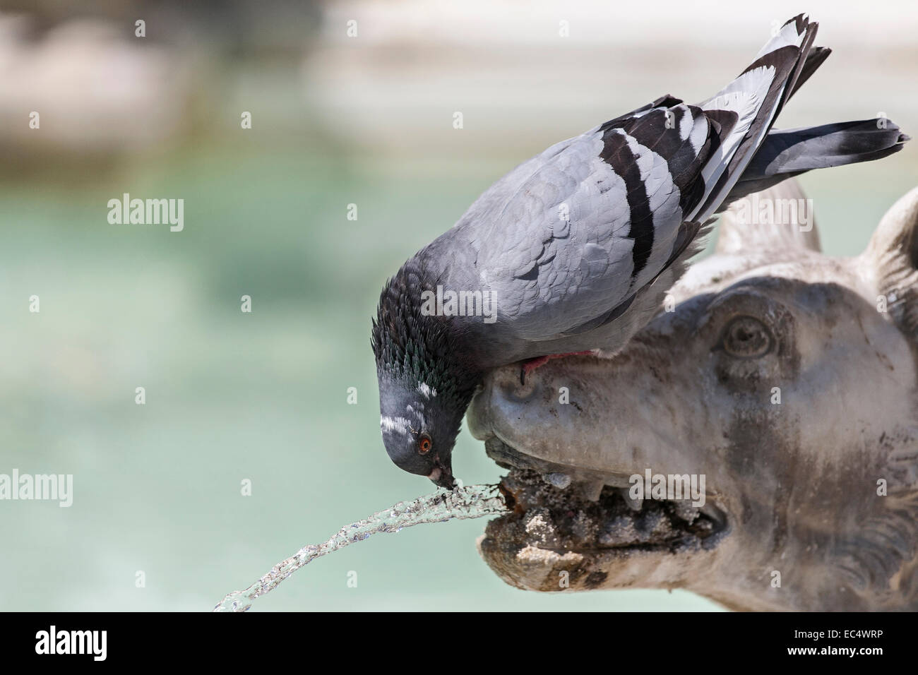 Pigeon drinking from a stone wolf head of the Fonte Gaia in Siena Stock ...