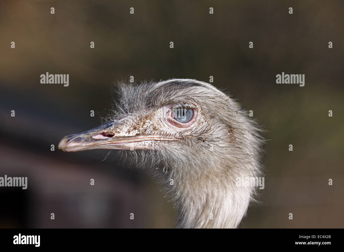 Nandu hi-res stock photography and images - Alamy