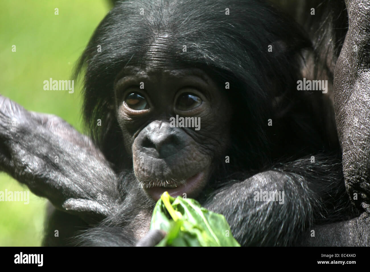 Chimpanzee care hi-res stock photography and images - Alamy