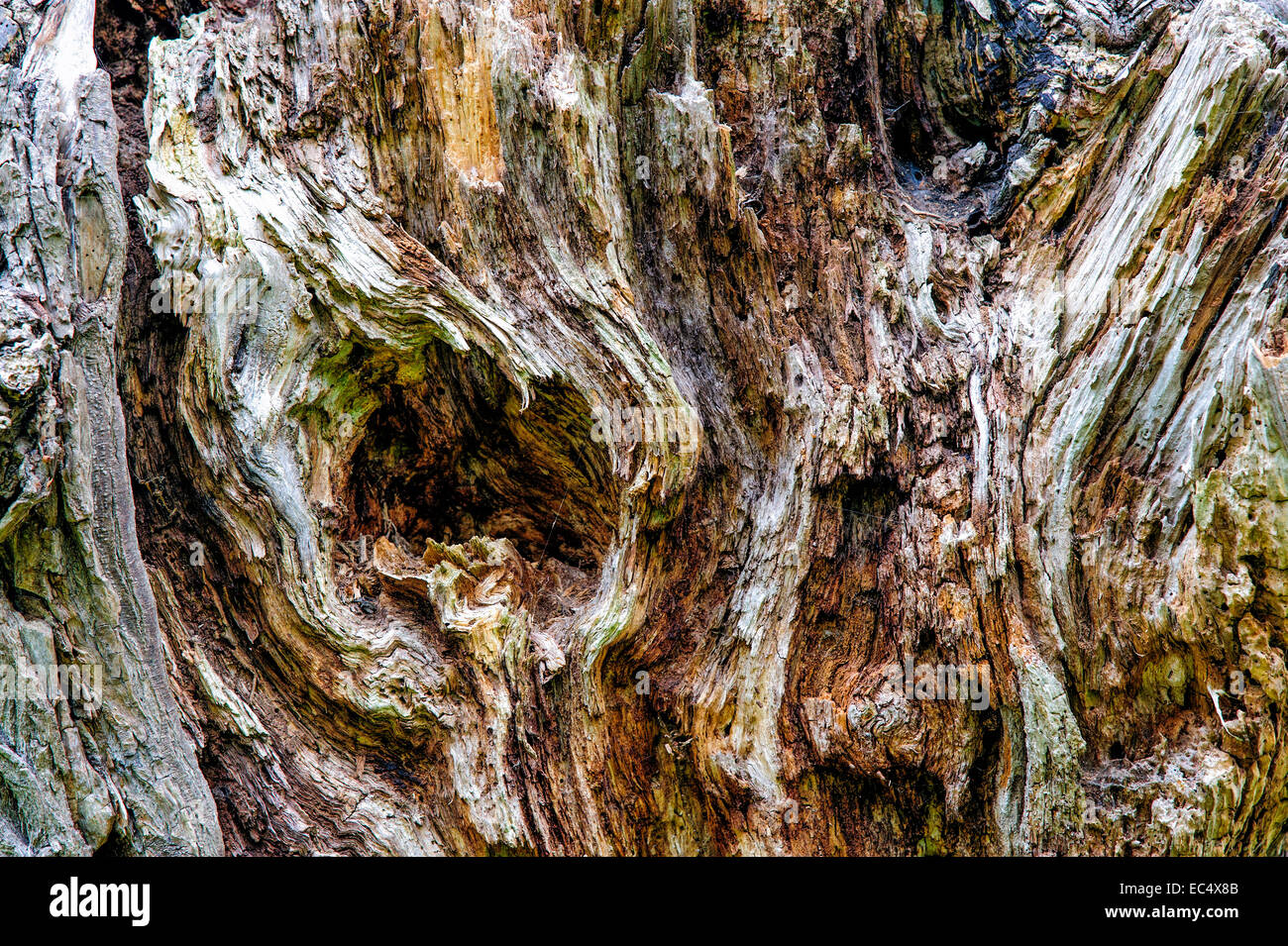 Wooden structures of a dead tree Stock Photo - Alamy