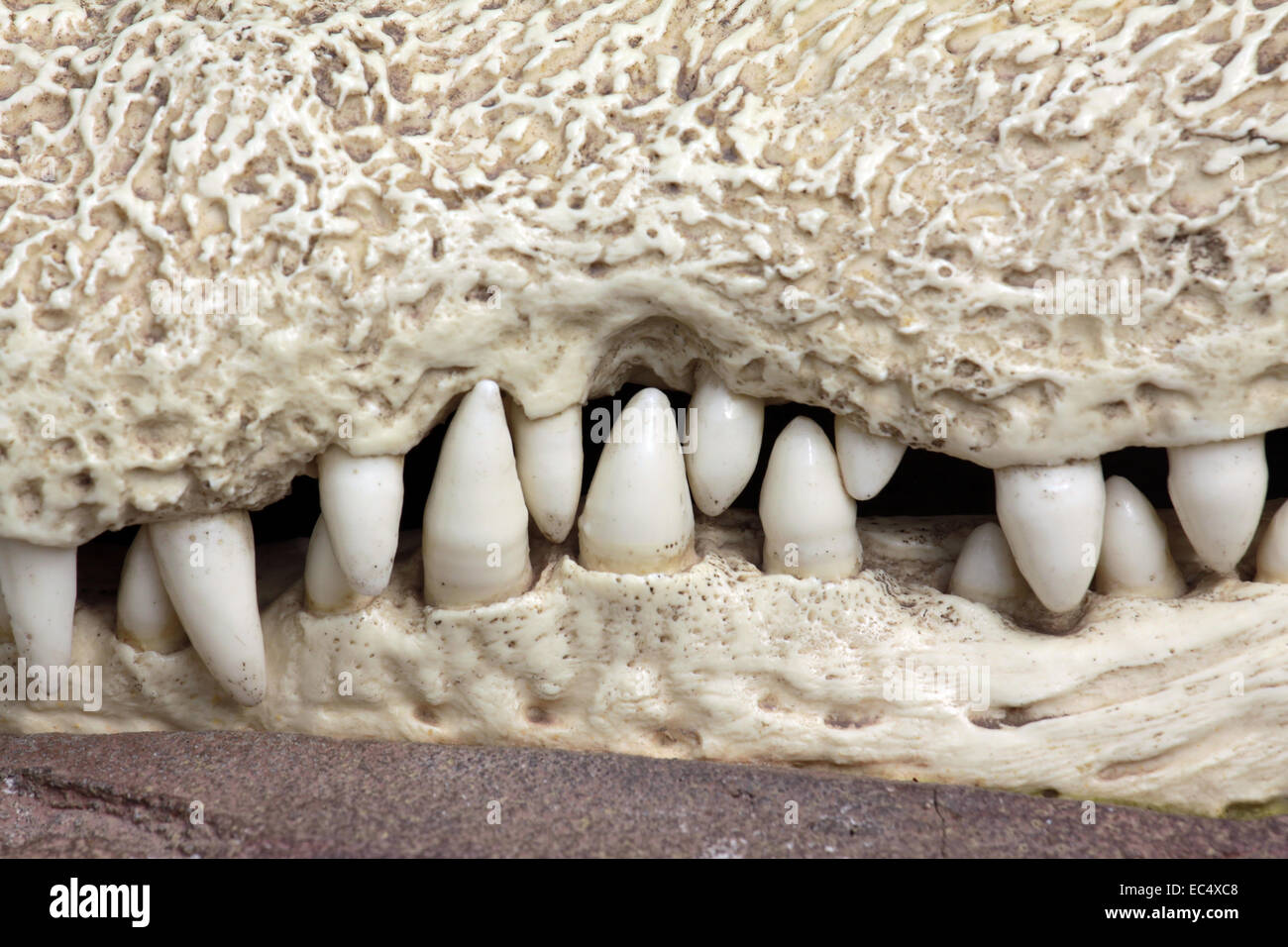 Teeth of a crocodile Stock Photo - Alamy