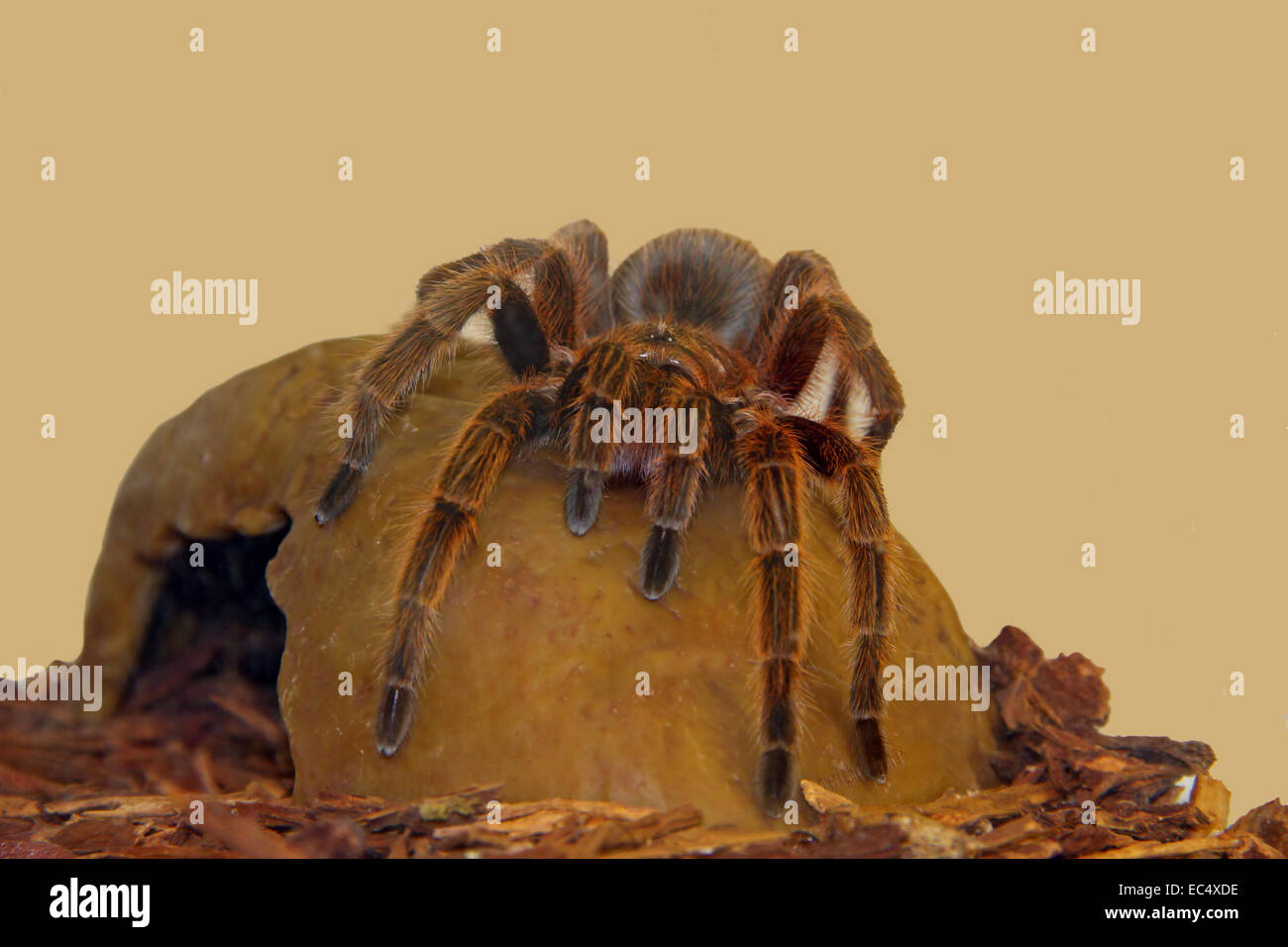 Red leg bird hi-res stock photography and images - Alamy