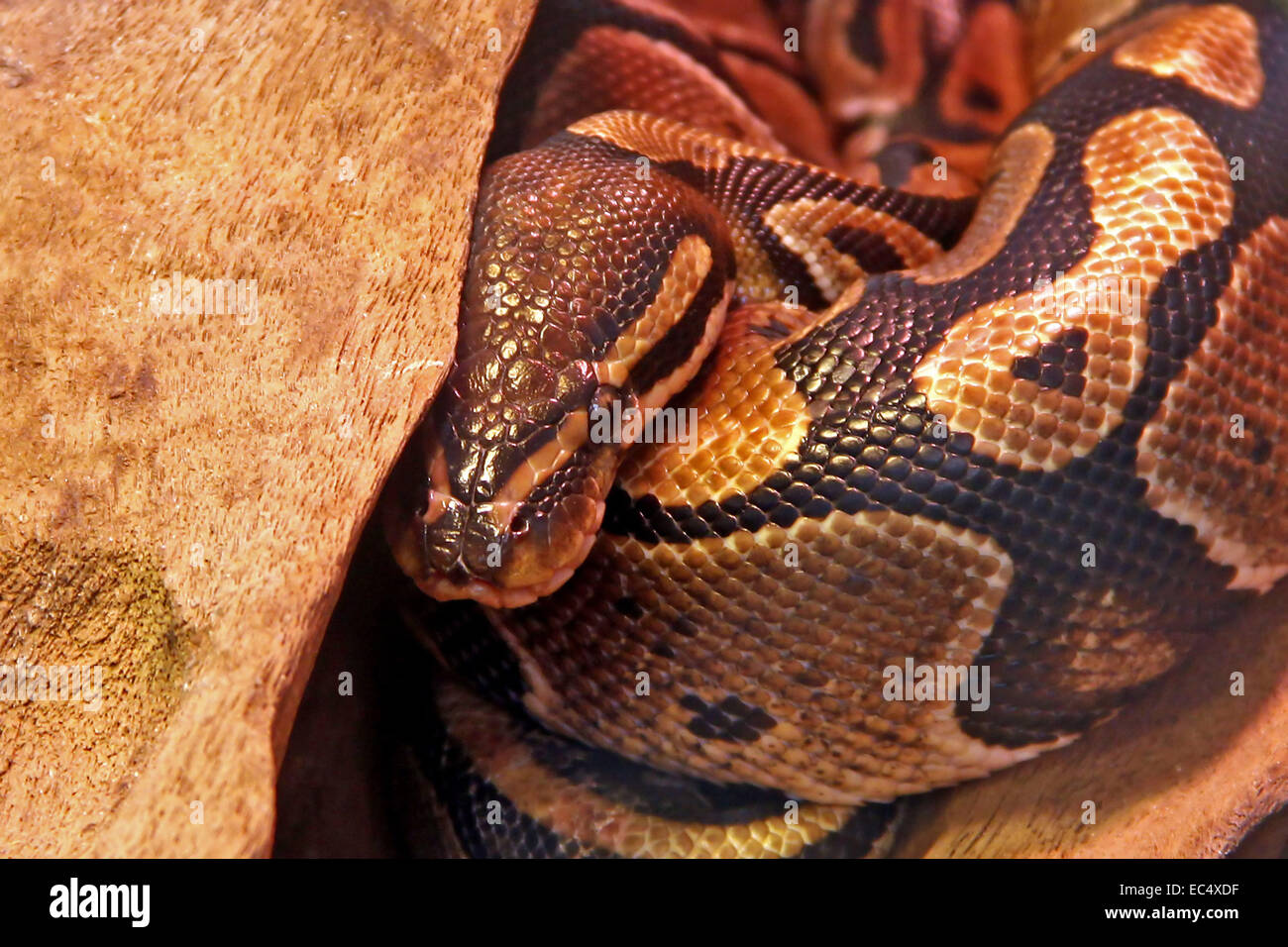 Choking animal hi-res stock photography and images - Alamy