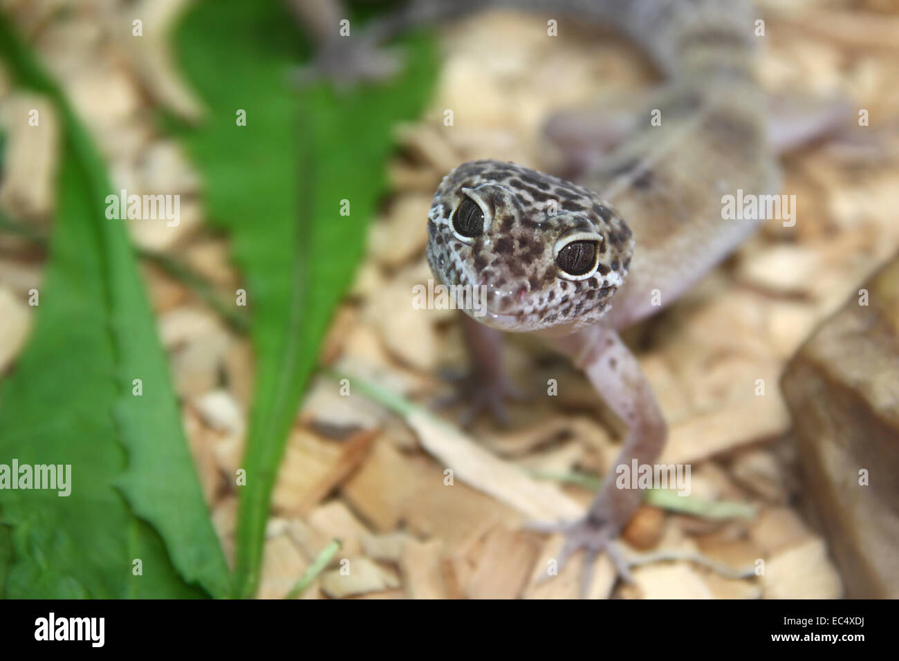 Agame High Resolution Stock Photography and Images - Alamy