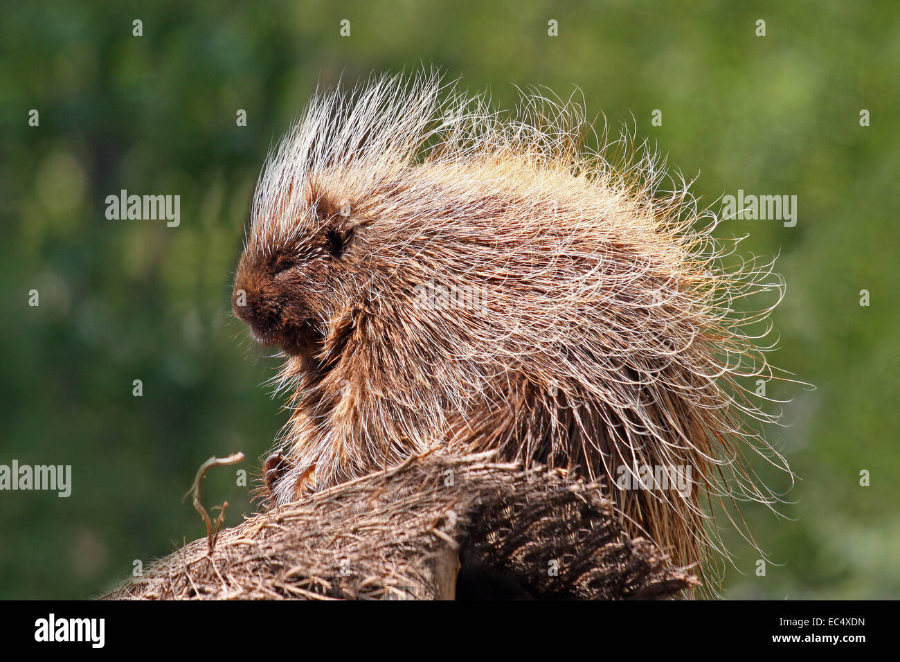 new world porcupine Stock Photo - Alamy