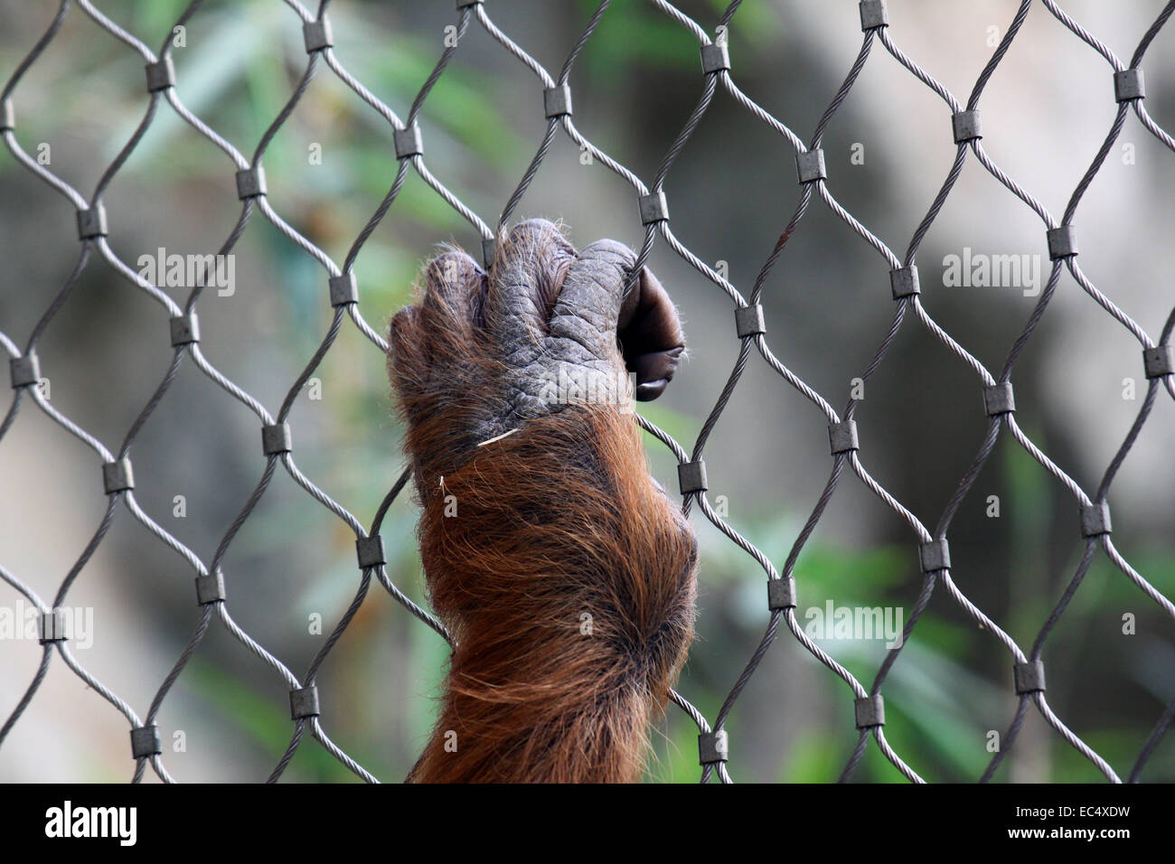 to be trapped Stock Photo - Alamy