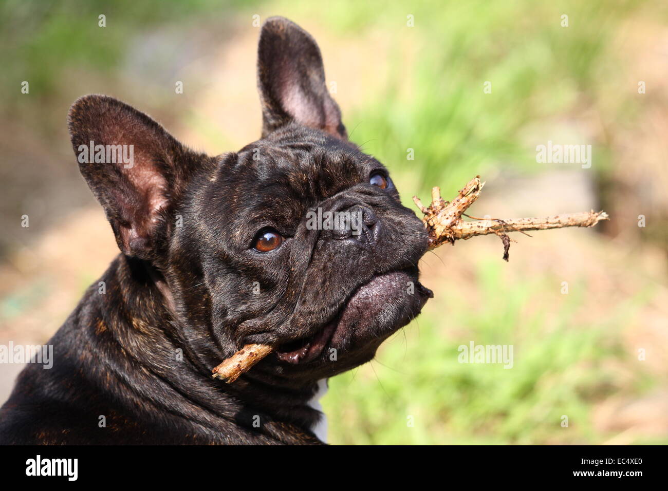 French Hound High Resolution Stock Photography and Images - Alamy