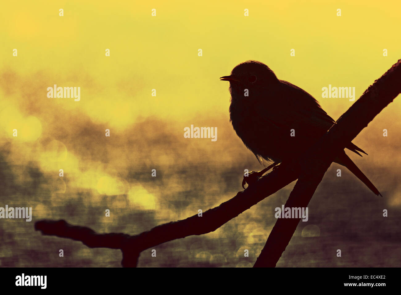 Birds bird gold hi-res stock photography and images - Alamy