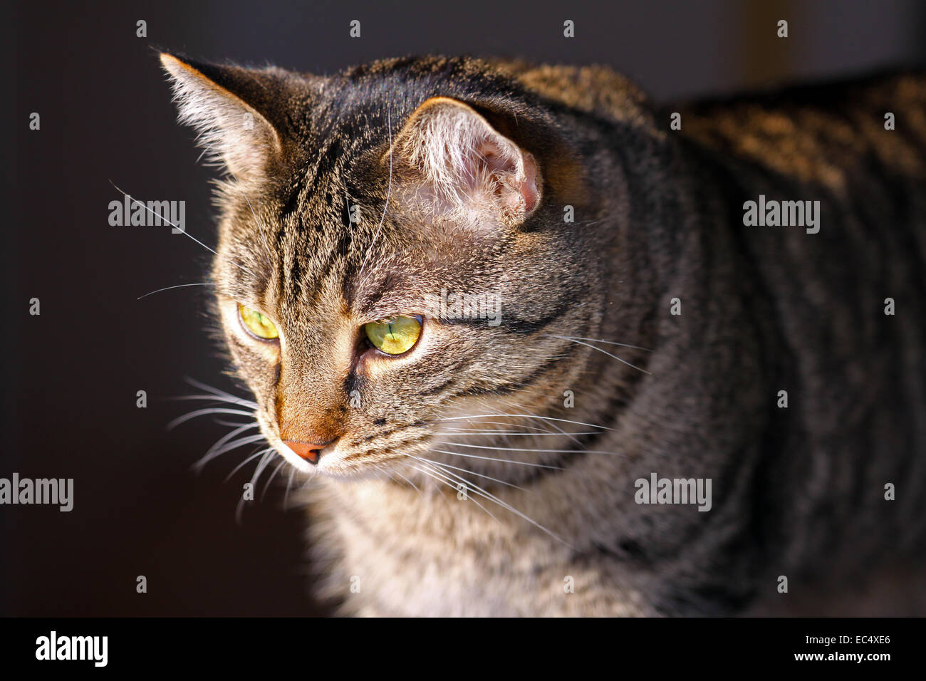 Tiger cat hi-res stock photography and images - Alamy