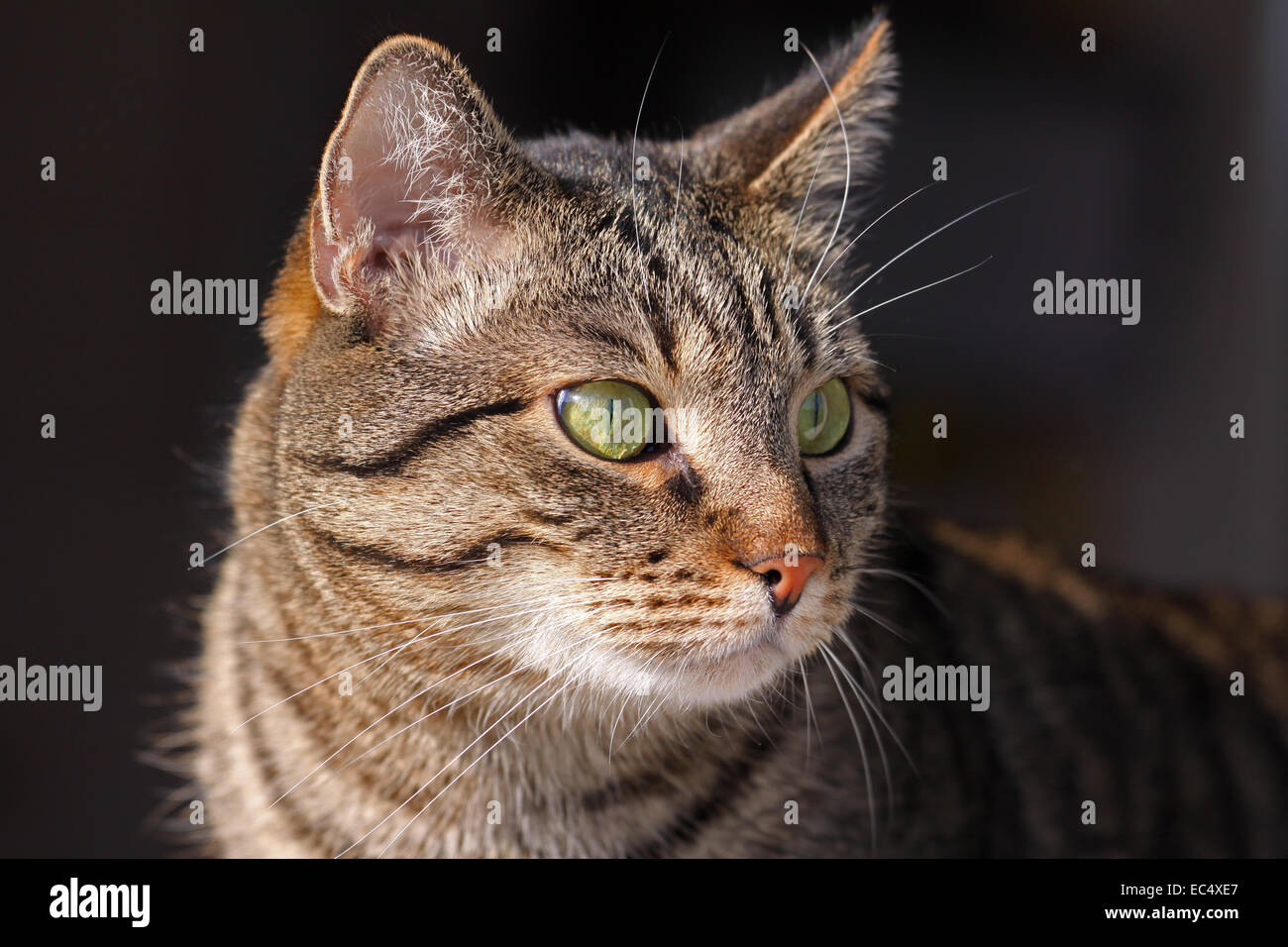 Mixed species cat hi-res stock photography and images - Alamy