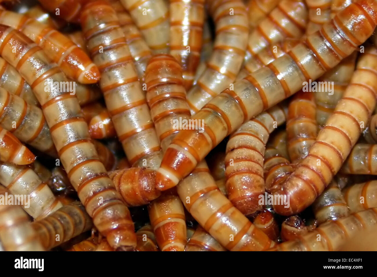 Larvae mealworms hi-res stock photography and images - Alamy