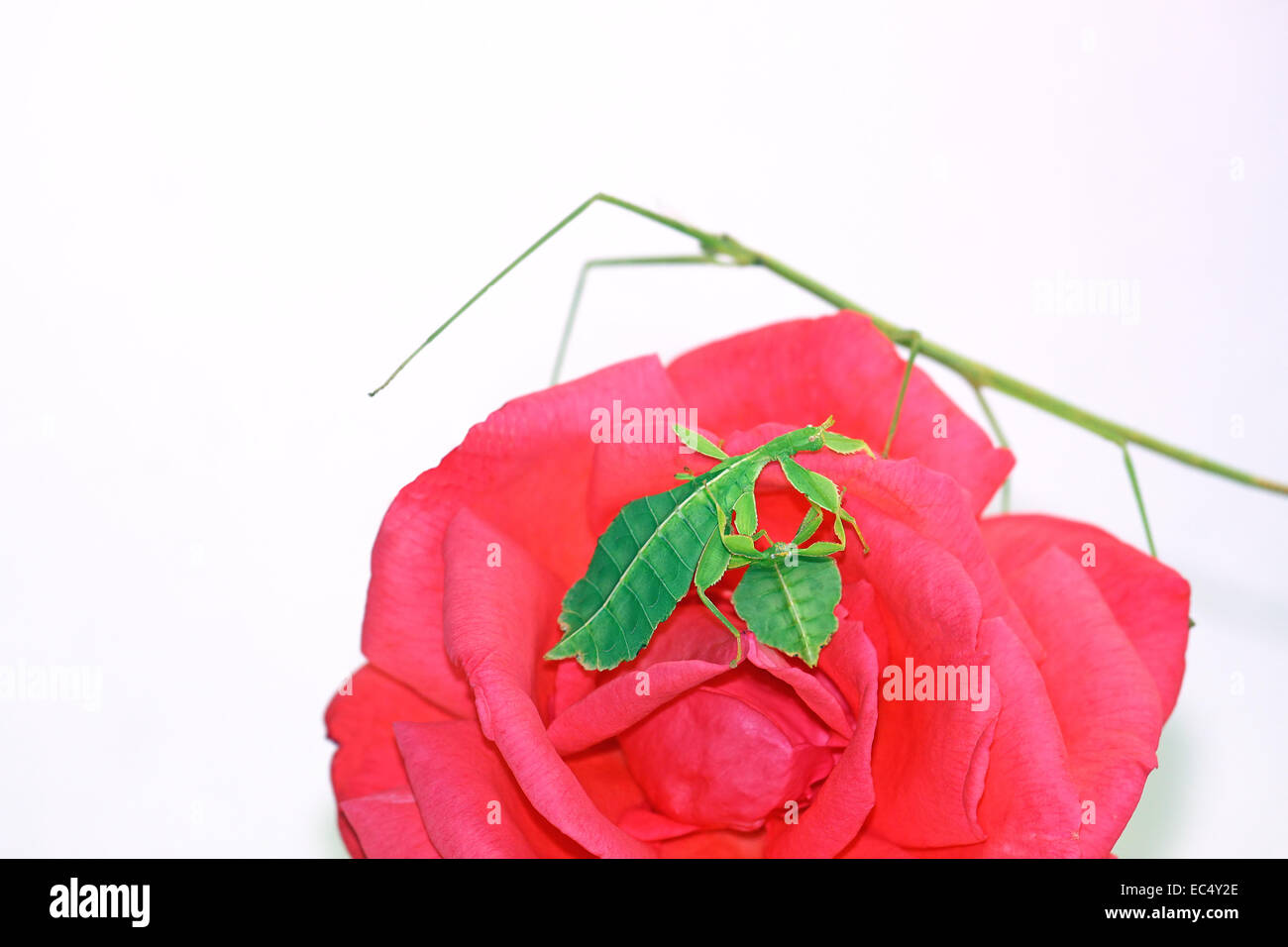 Living insects hi-res stock photography and images - Alamy