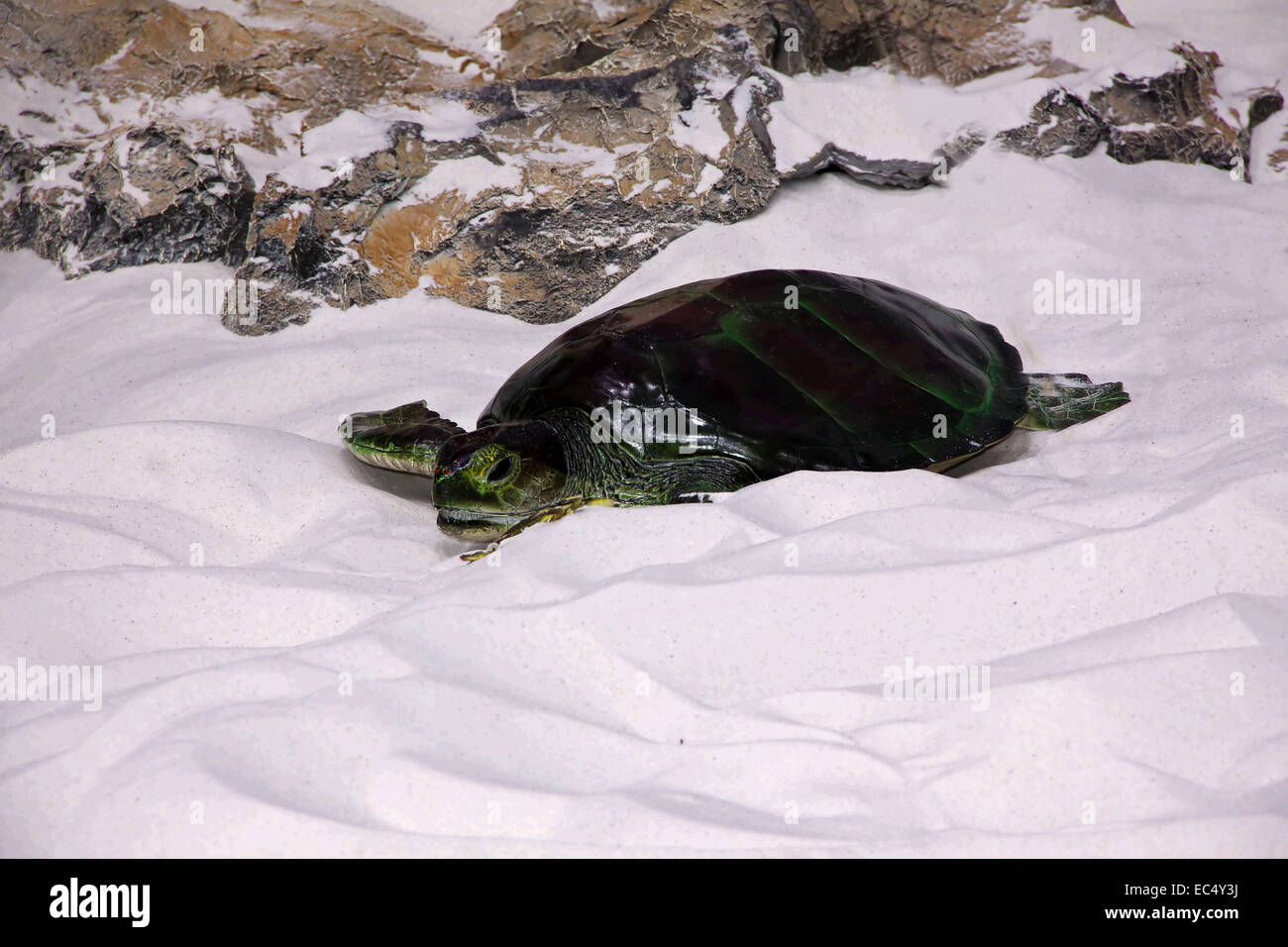 Turtle at the Beach Stock Photo - Alamy