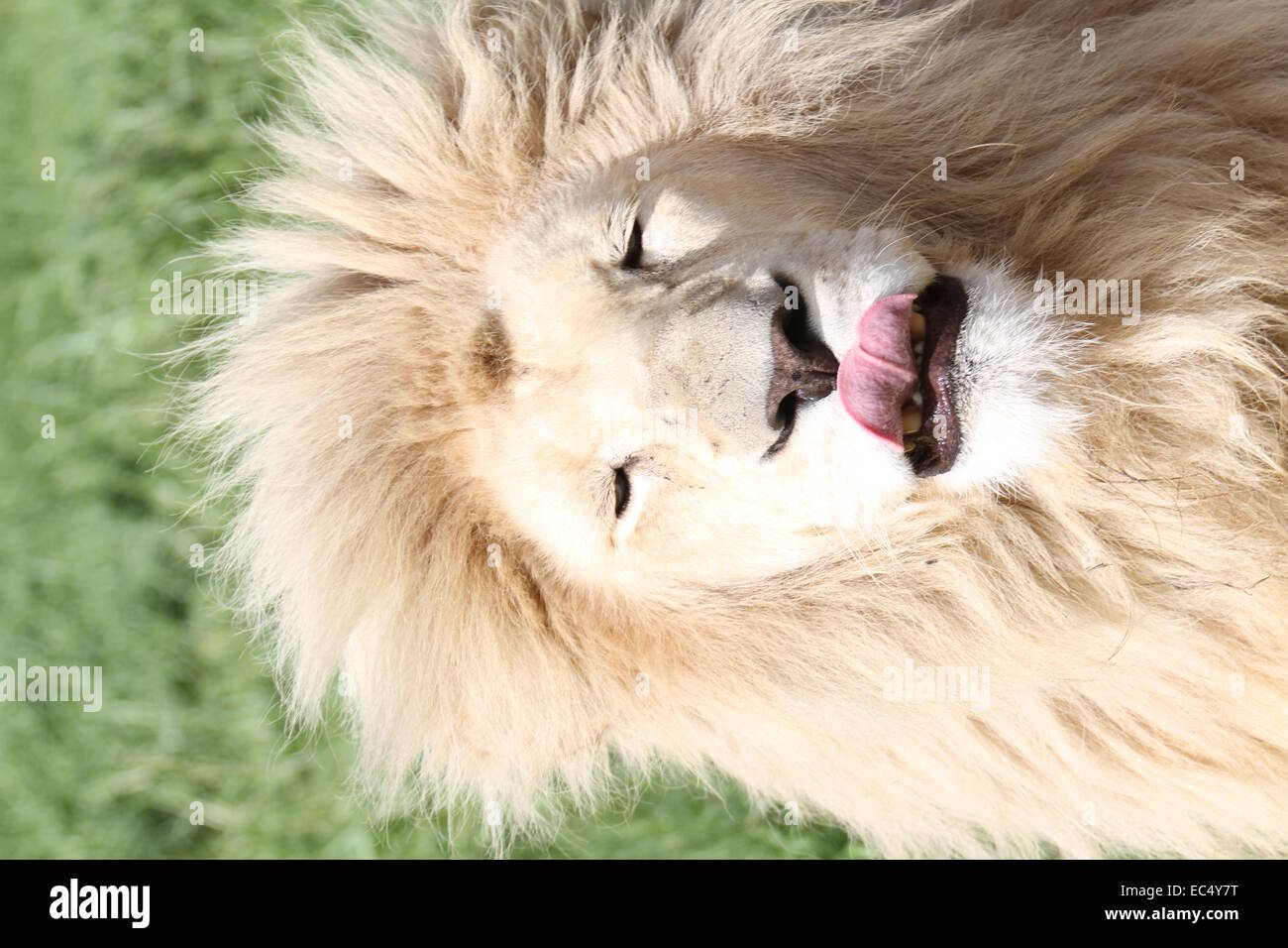 Leon white hi-res stock photography and images - Alamy