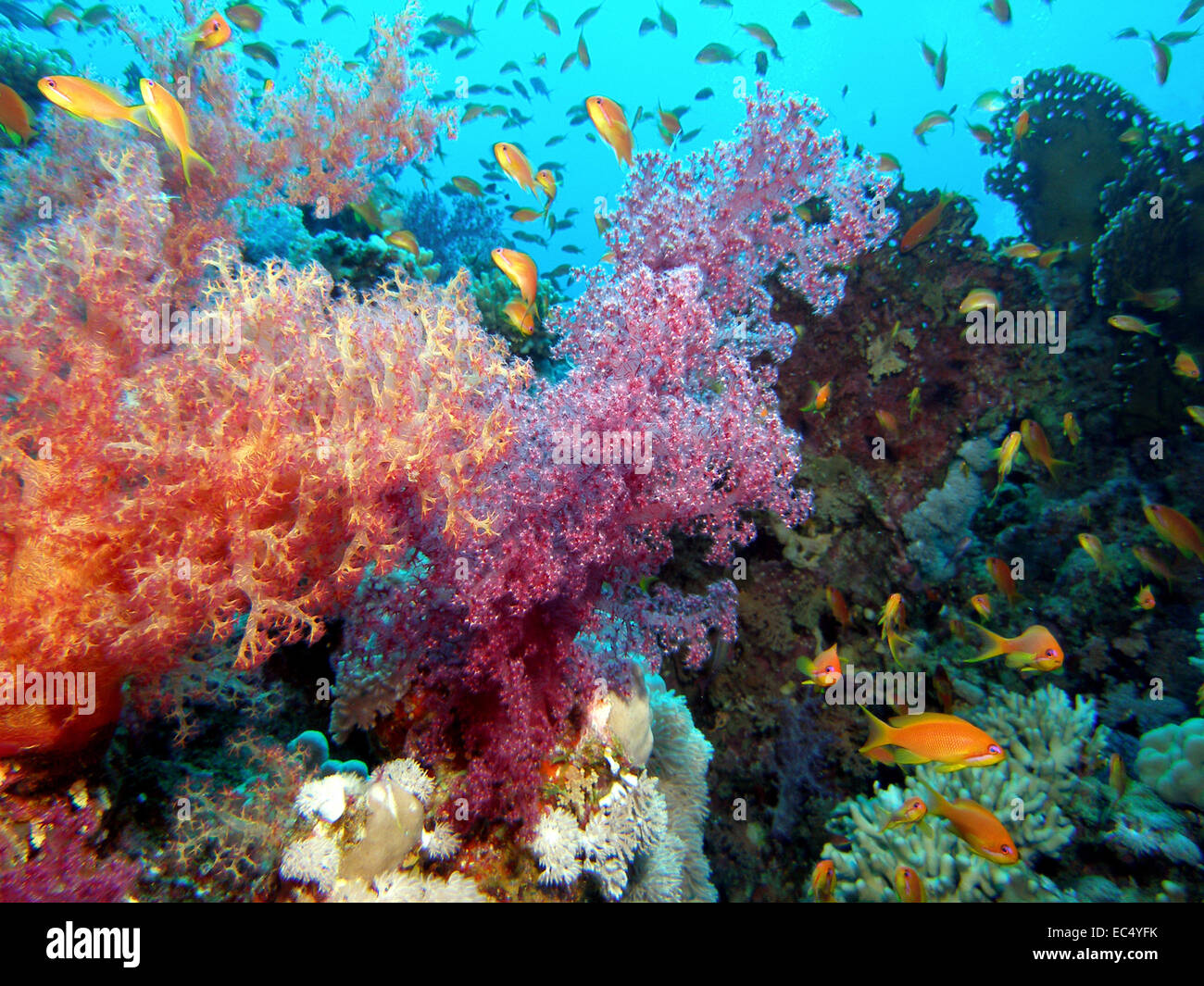 diving by corals Stock Photo - Alamy