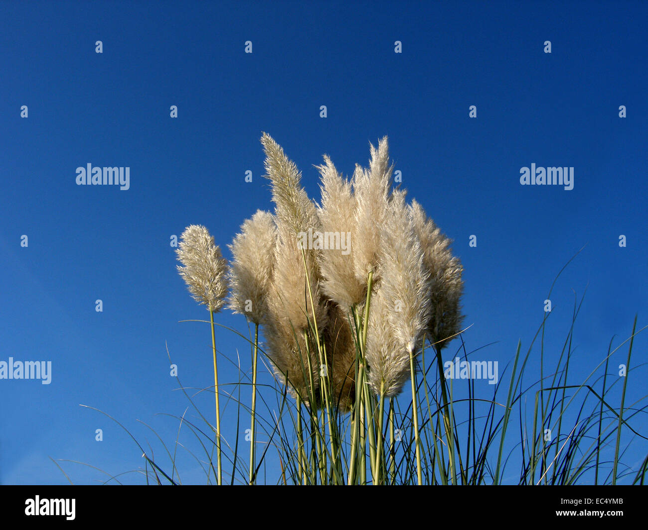 Small tufts of grass hi-res stock photography and images - Alamy
