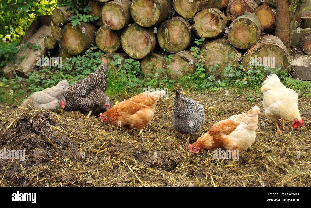 Pet poultry hi-res stock photography and images - Alamy