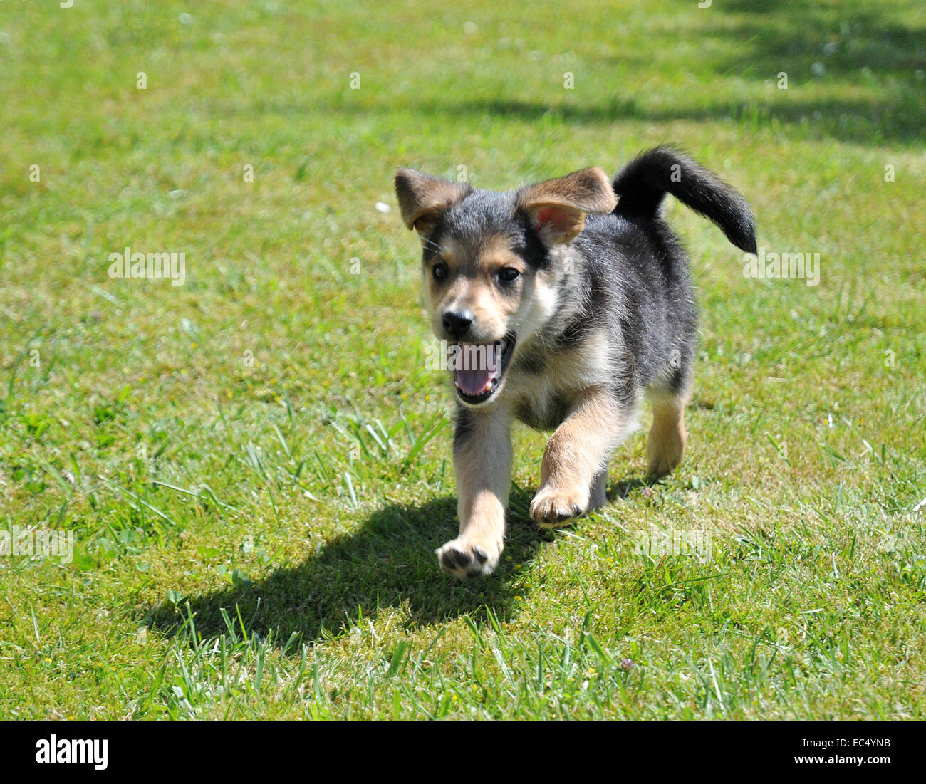 Cute baby dog pictures hi-res stock photography and images - Alamy