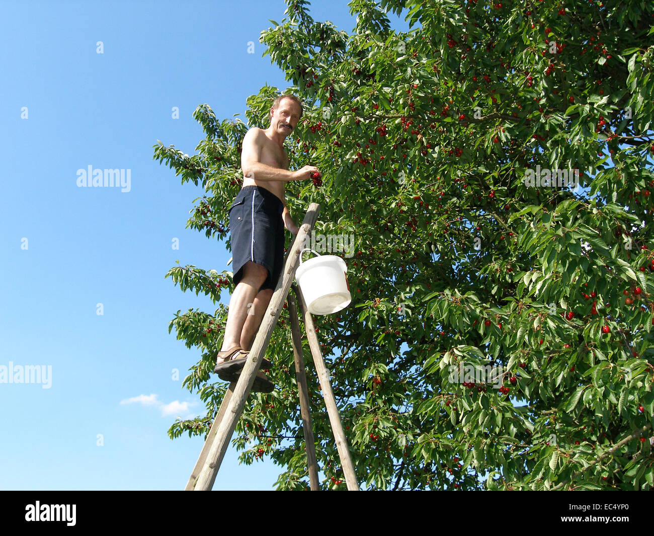 Cherry tree ladder fruits hi-res stock photography and images - Alamy