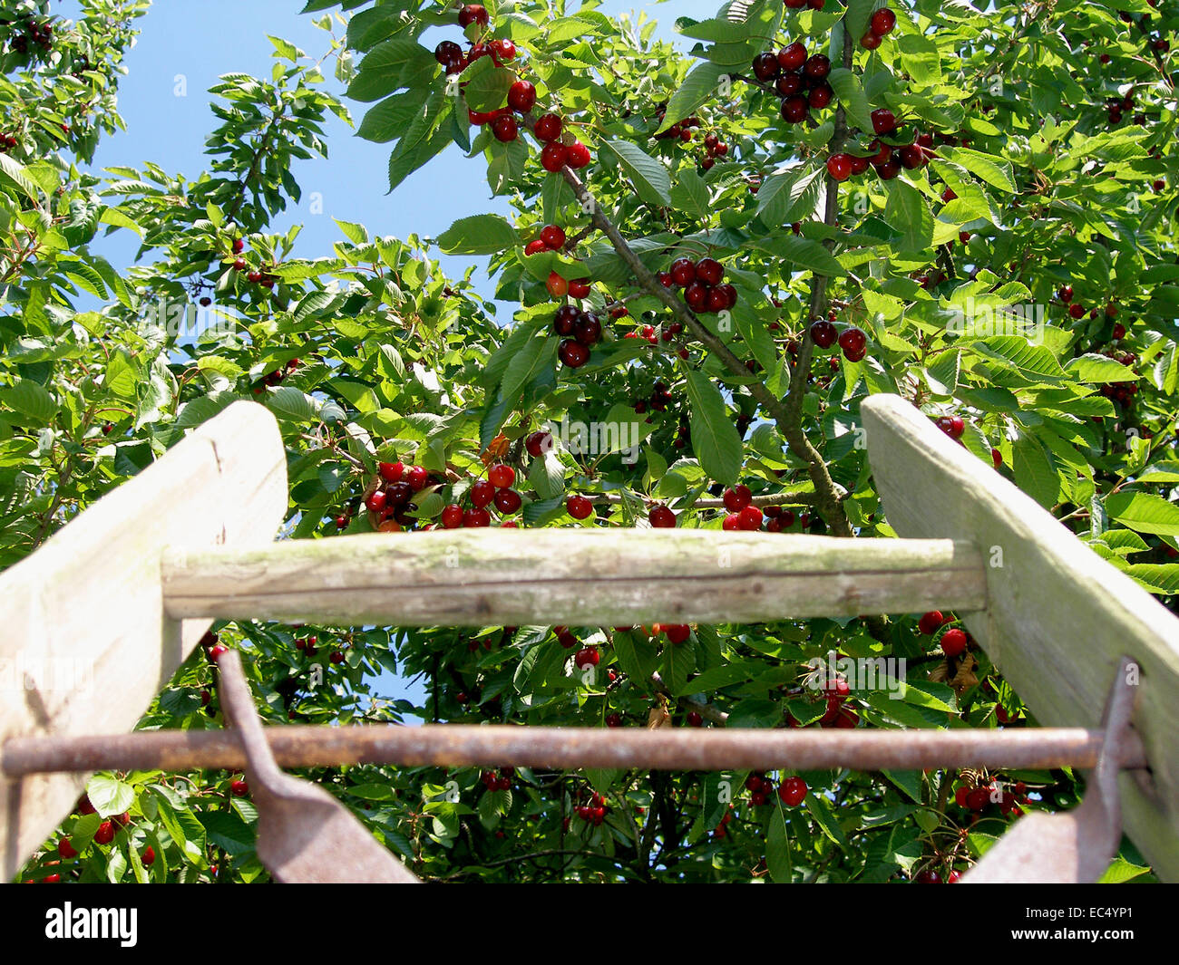 Ladders shoots hi-res stock photography and images - Alamy