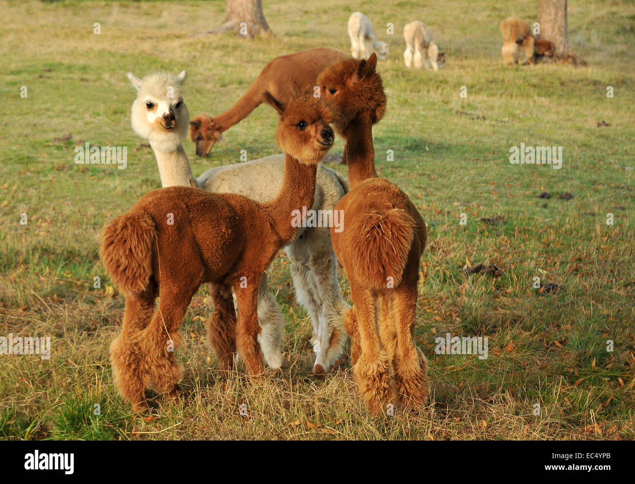 Shear alpaca hi-res stock photography and images - Alamy